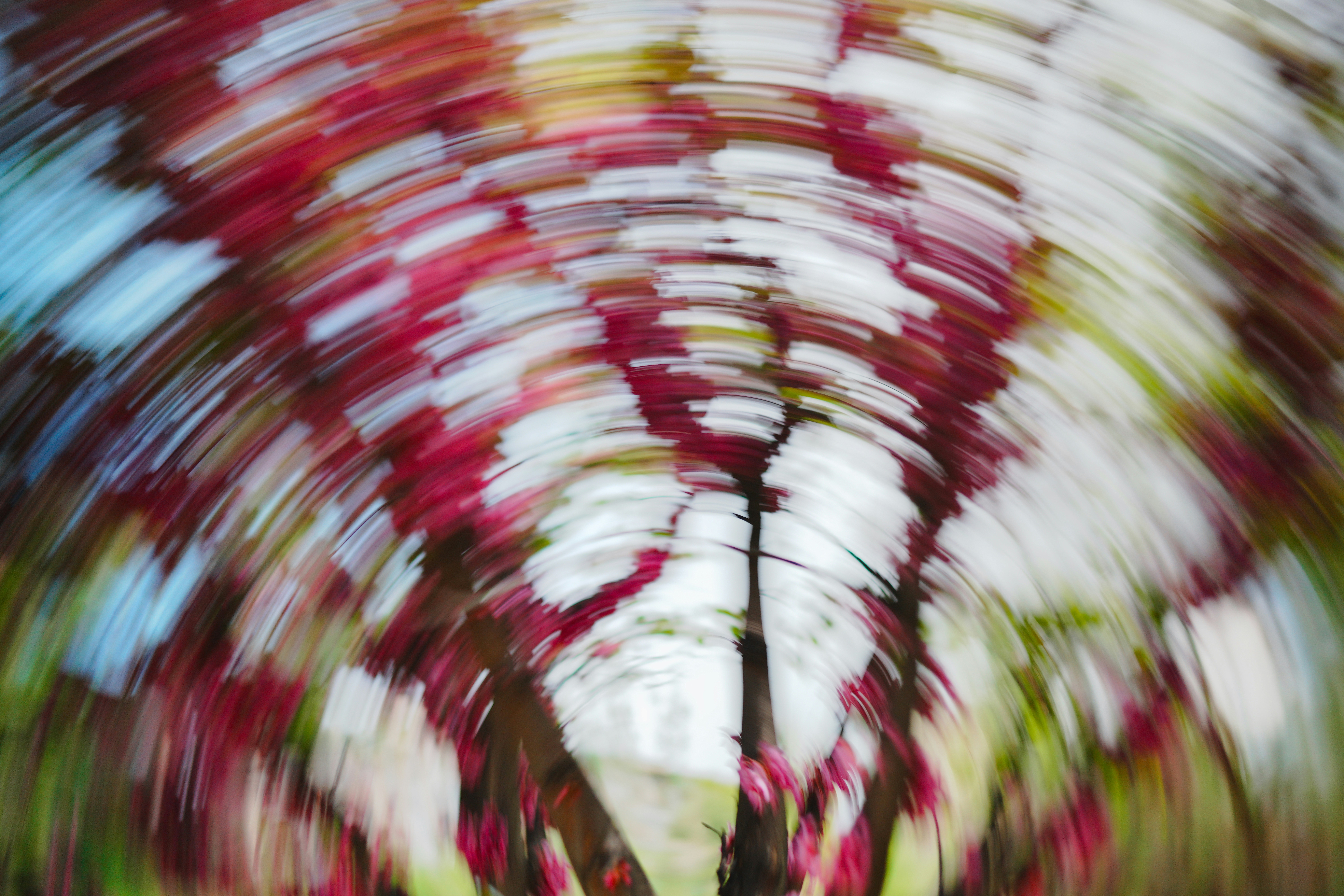 Spiral Bloom Burst: a Tree Vortex of Color