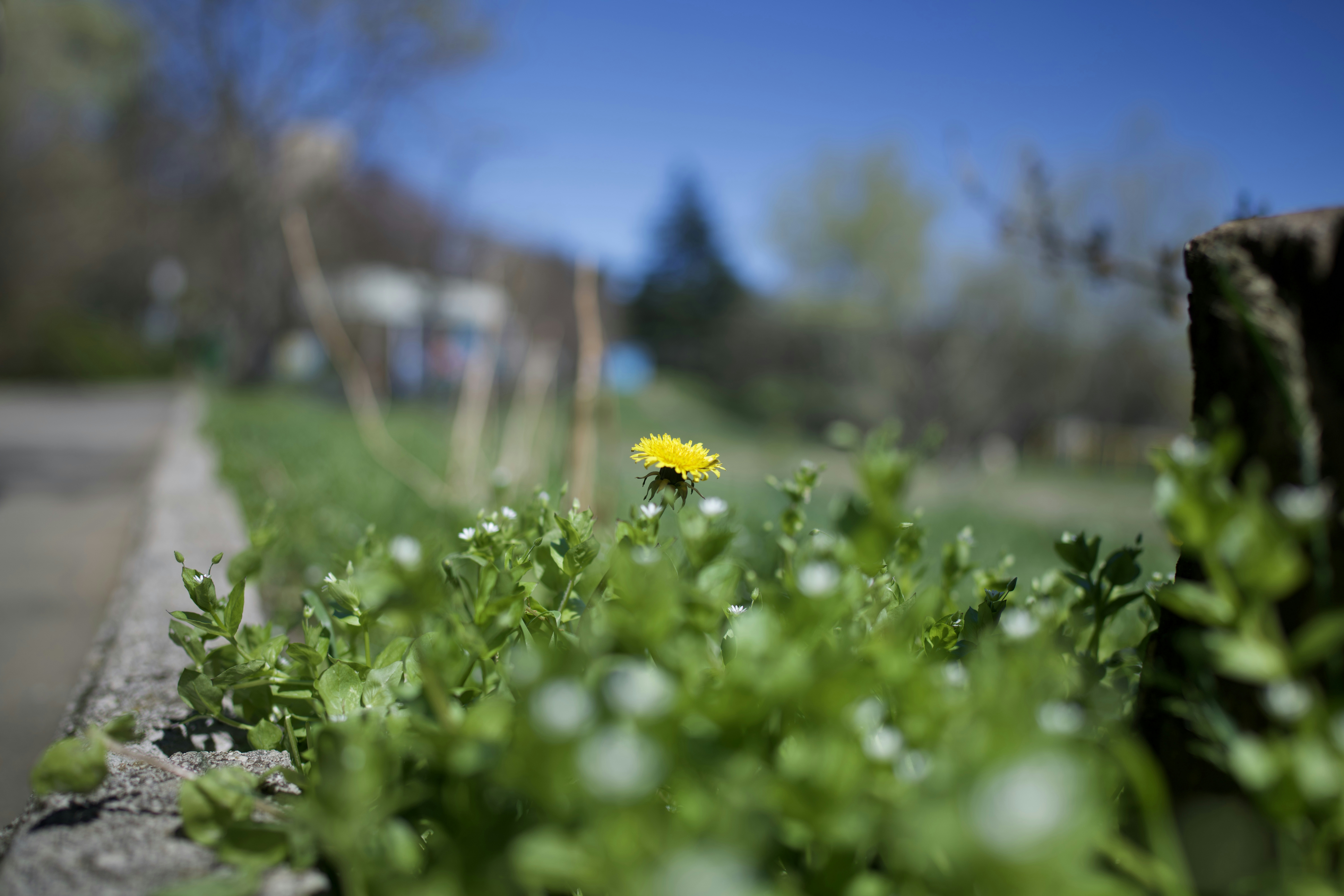 A solitary dandelion among green tendrils