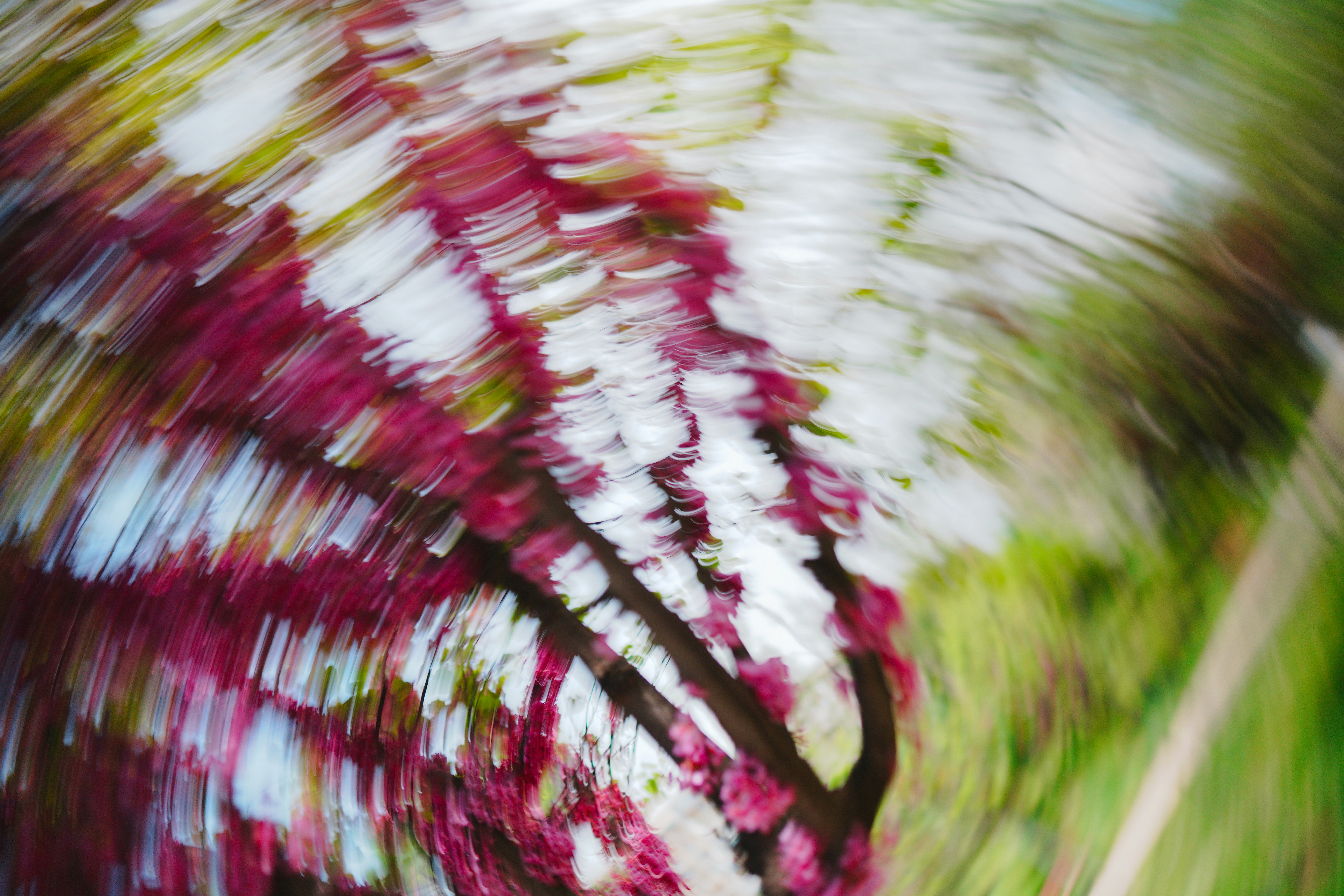 Whispers of Bloom in a Spin