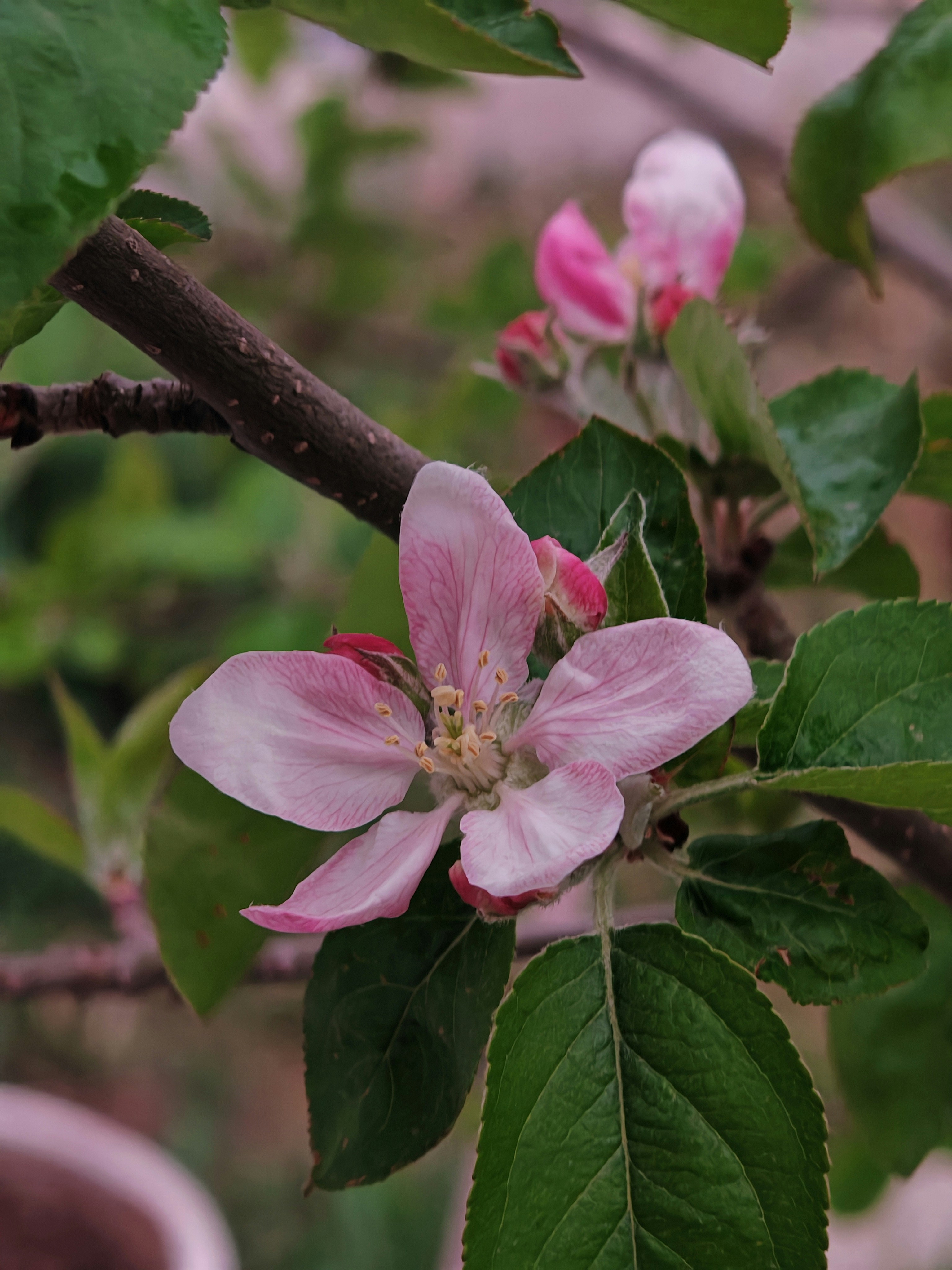 Pink Blossom in Focus: Central Petal Portrait on a Branch