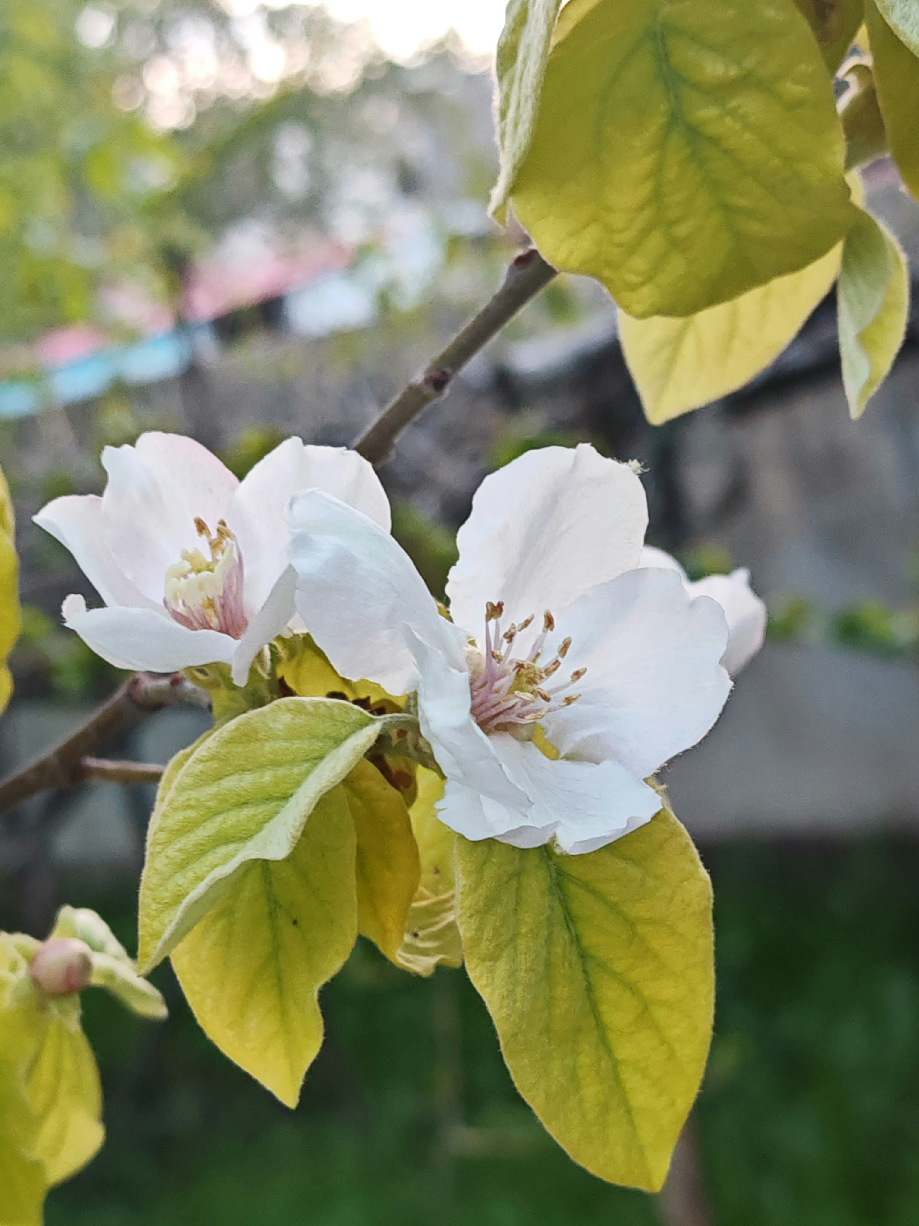 Blooming Apple Blossom in Soft Backdrop