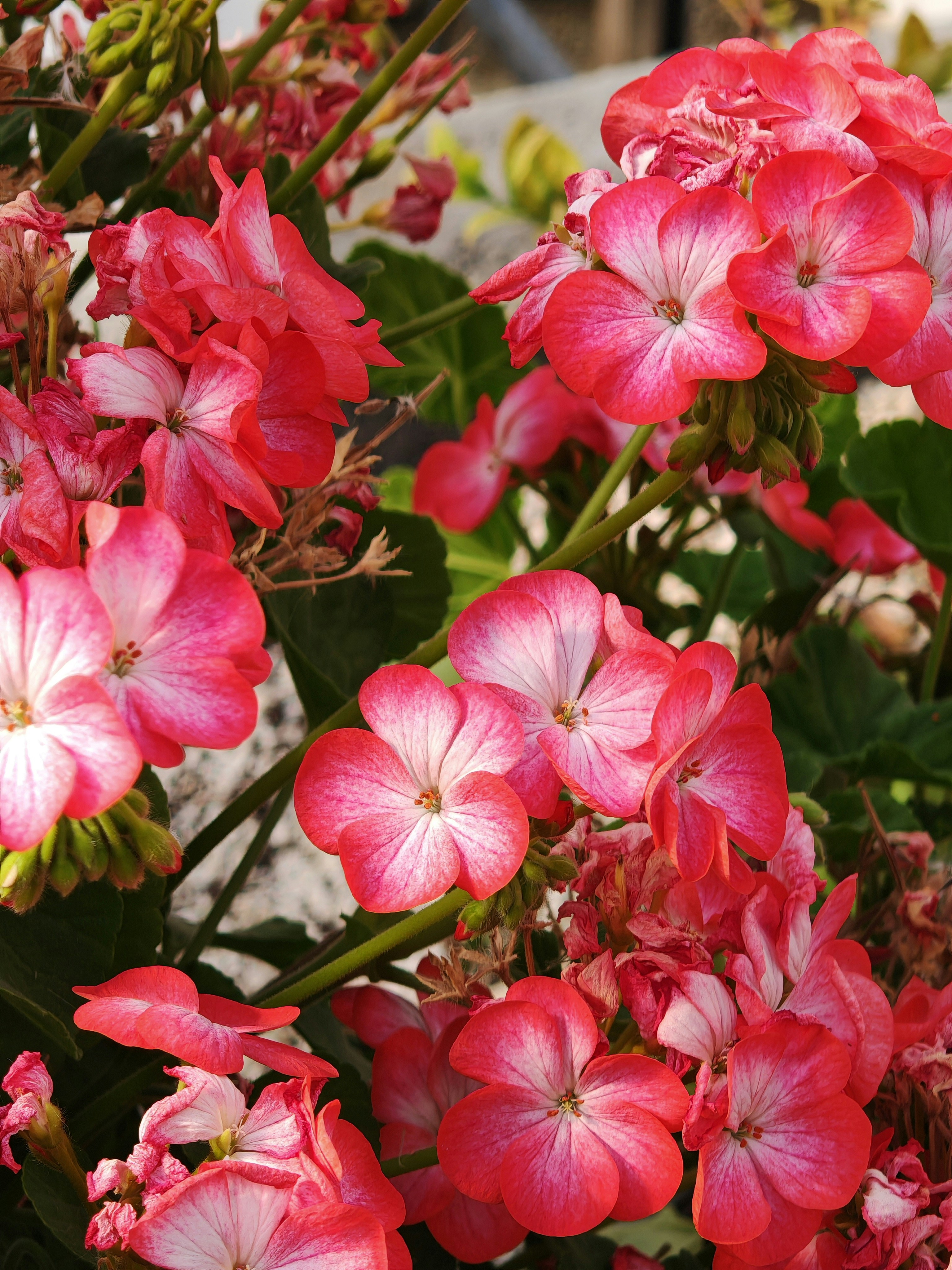 Rose-pilled Clusters: A Burst of Pink Hydrangea in Garden Light