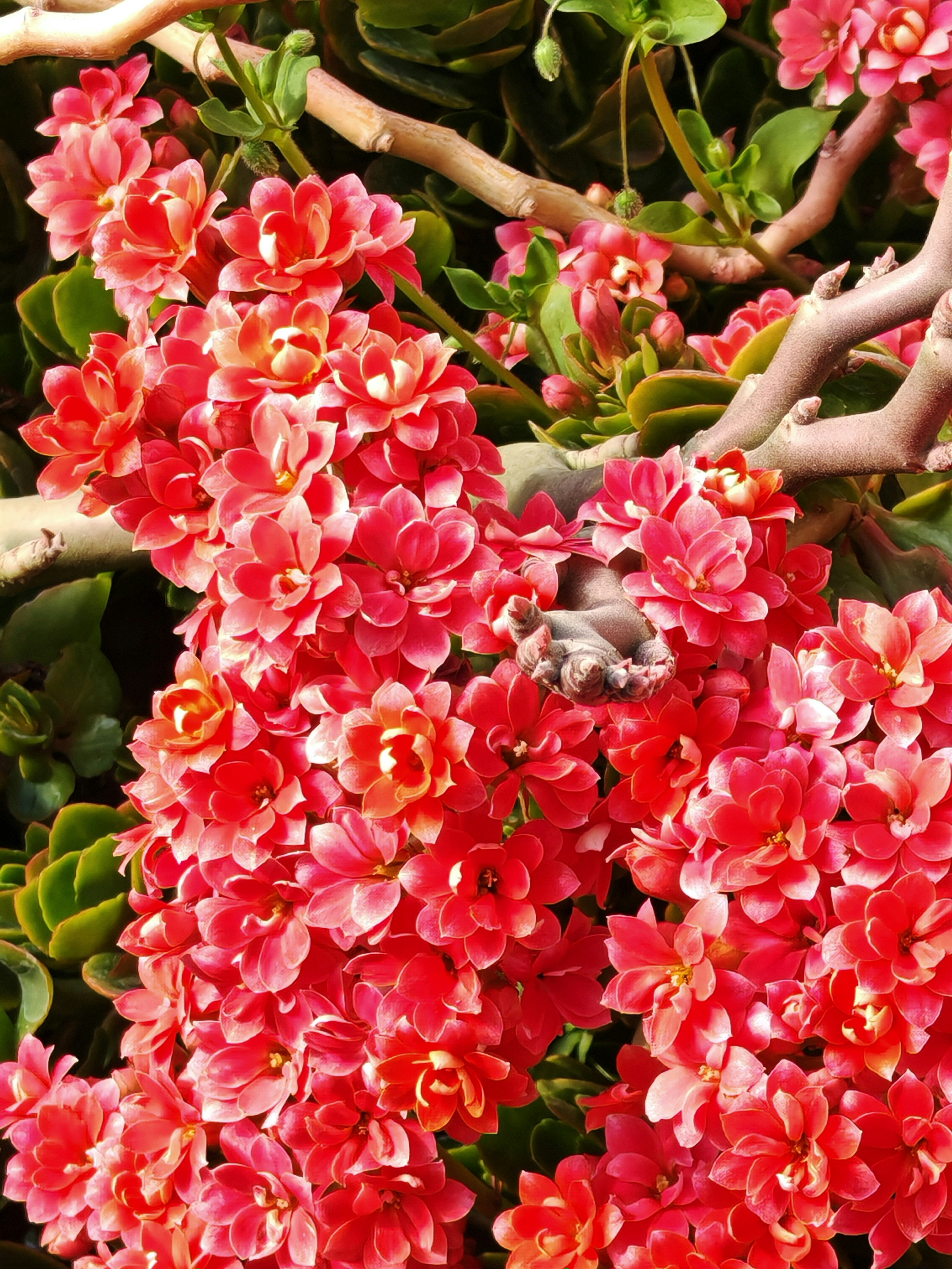 Crimson Cascade: Coral-Pink Flowers in Full Bloom