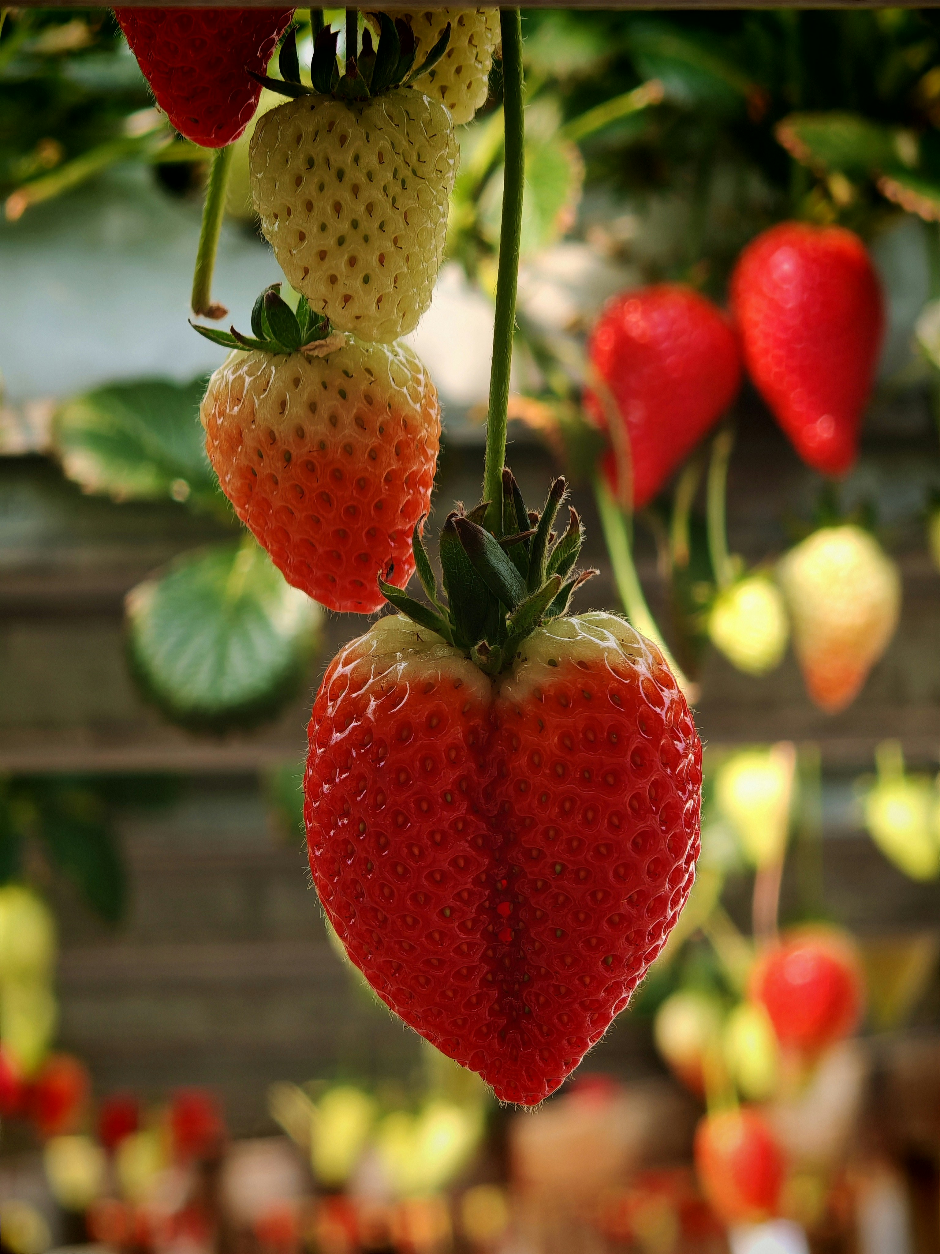 Crimson Heart: A Closer Look at a Strawberry Parade