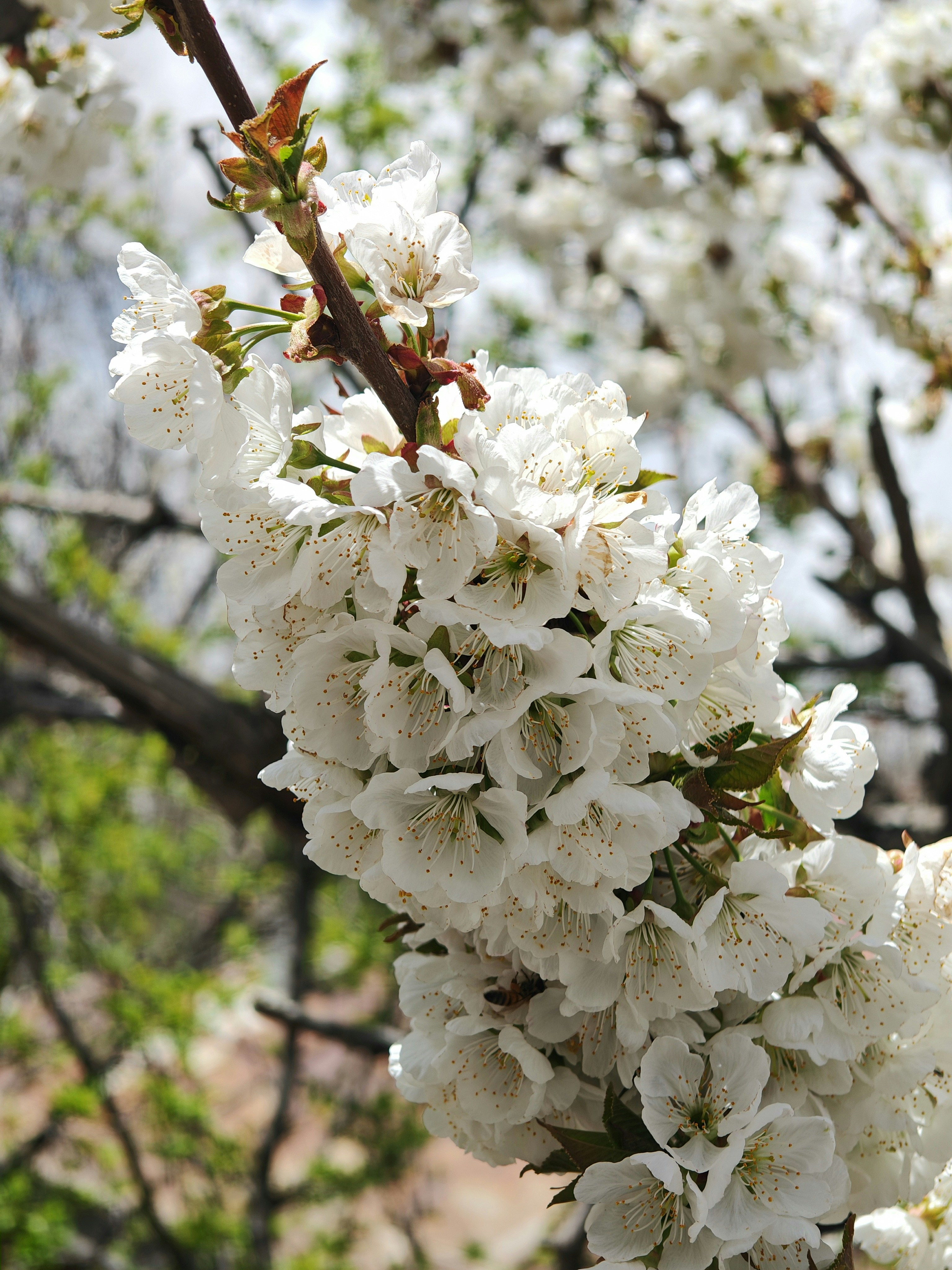  clusters of white blossoms along a sunlit branch