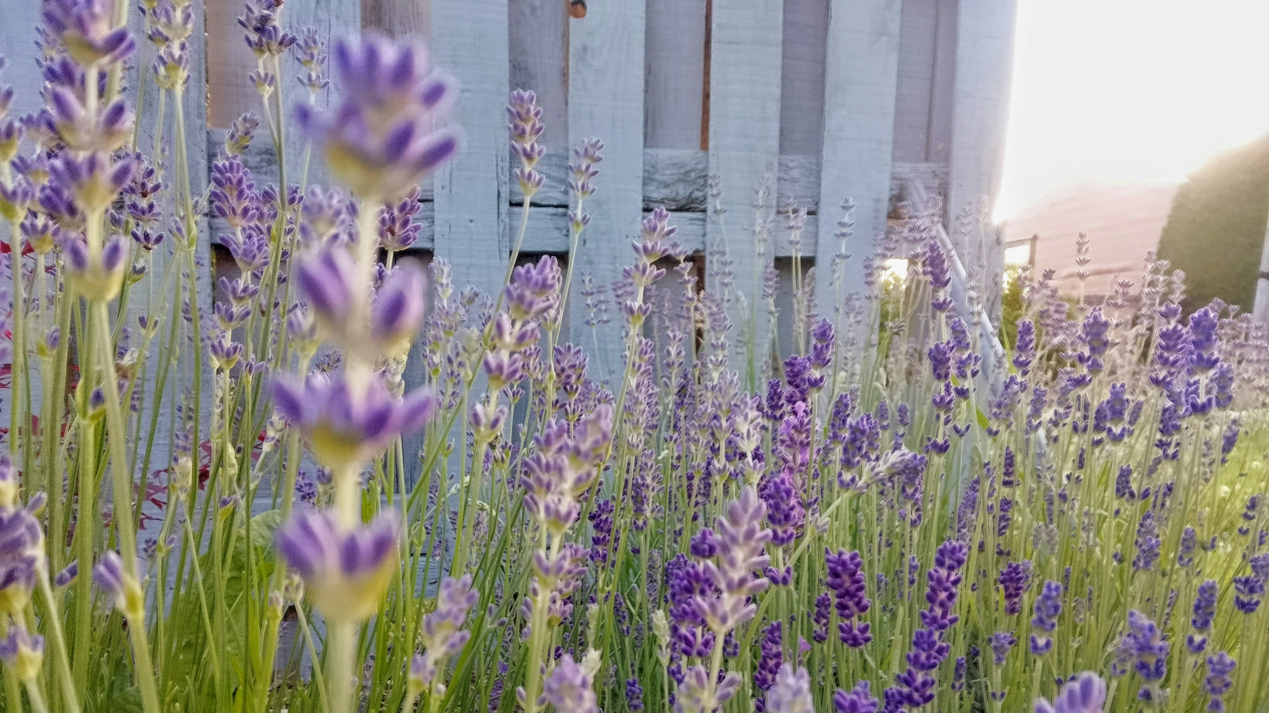 A soft, high-key study of blooming lavender against a weathered blue garden fence in Wexford, Ireland. This "Digital Lavender" aesthetic captures the airy, tranquil essence of an Irish summer evening. Perfect for wellness, aromatherapy, and romantic lifestyle editorial content.