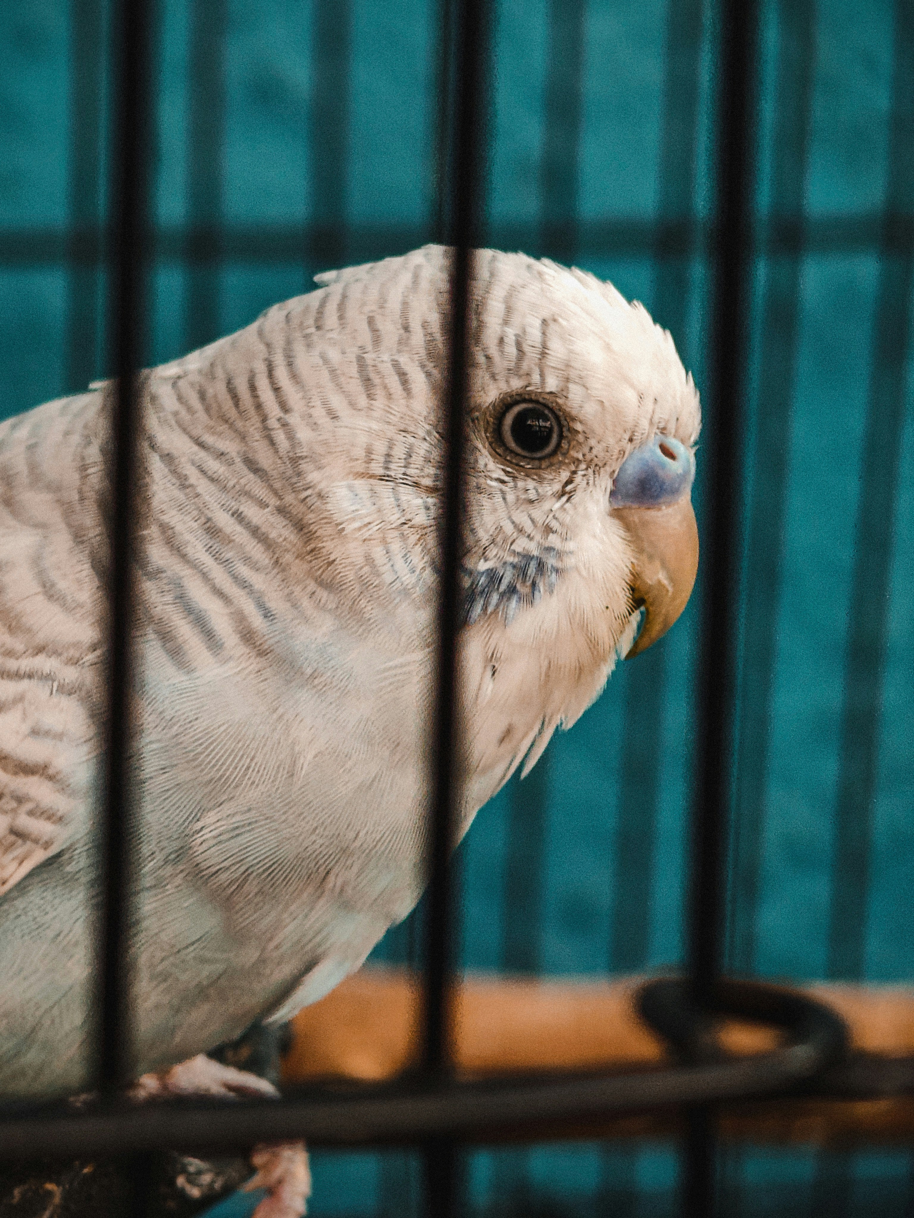 Close‑up of a Calm Parrot Behind Cage Bars
