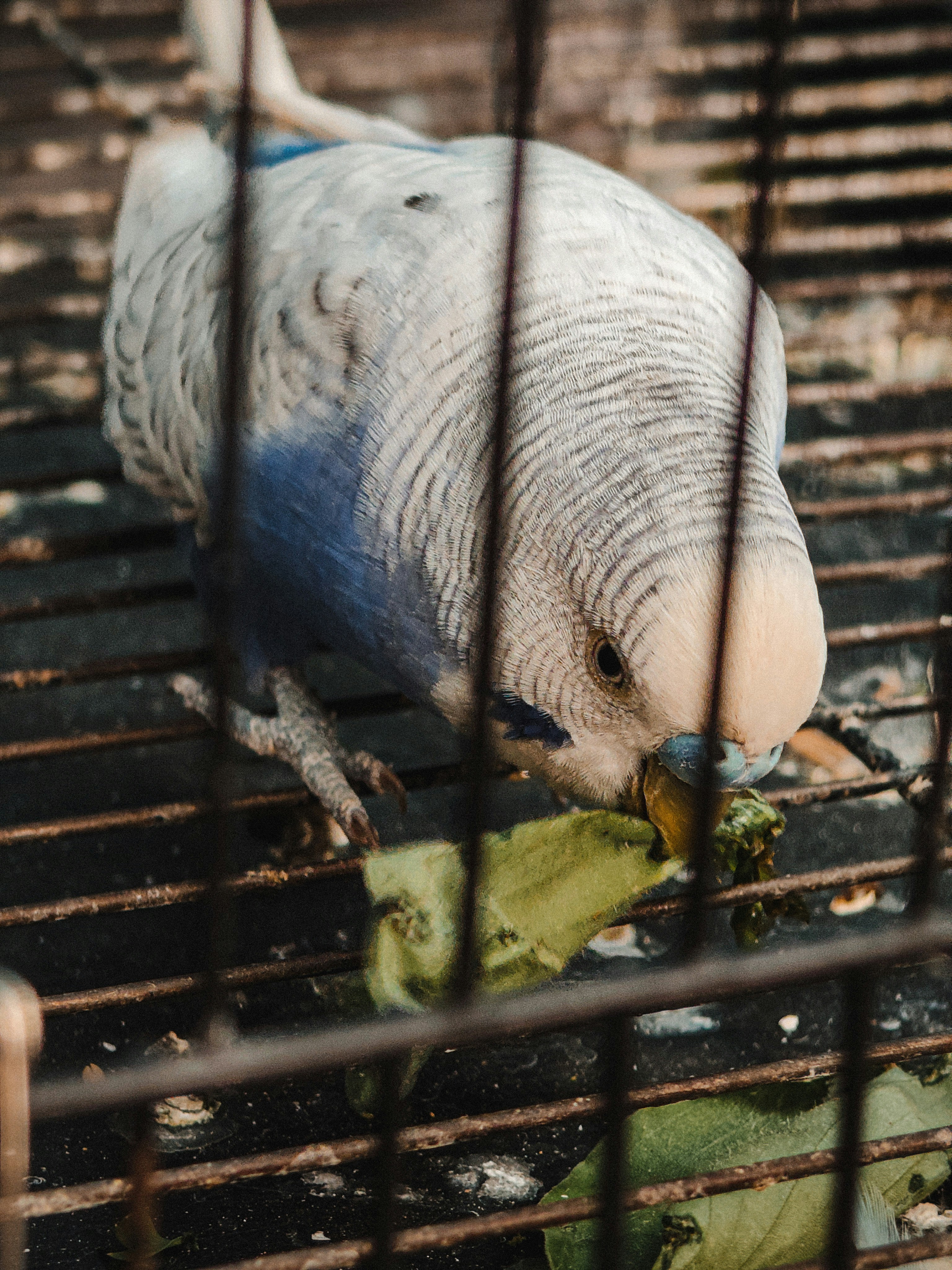 Blue-Gray Budgie in a Cage nibbling a leaf