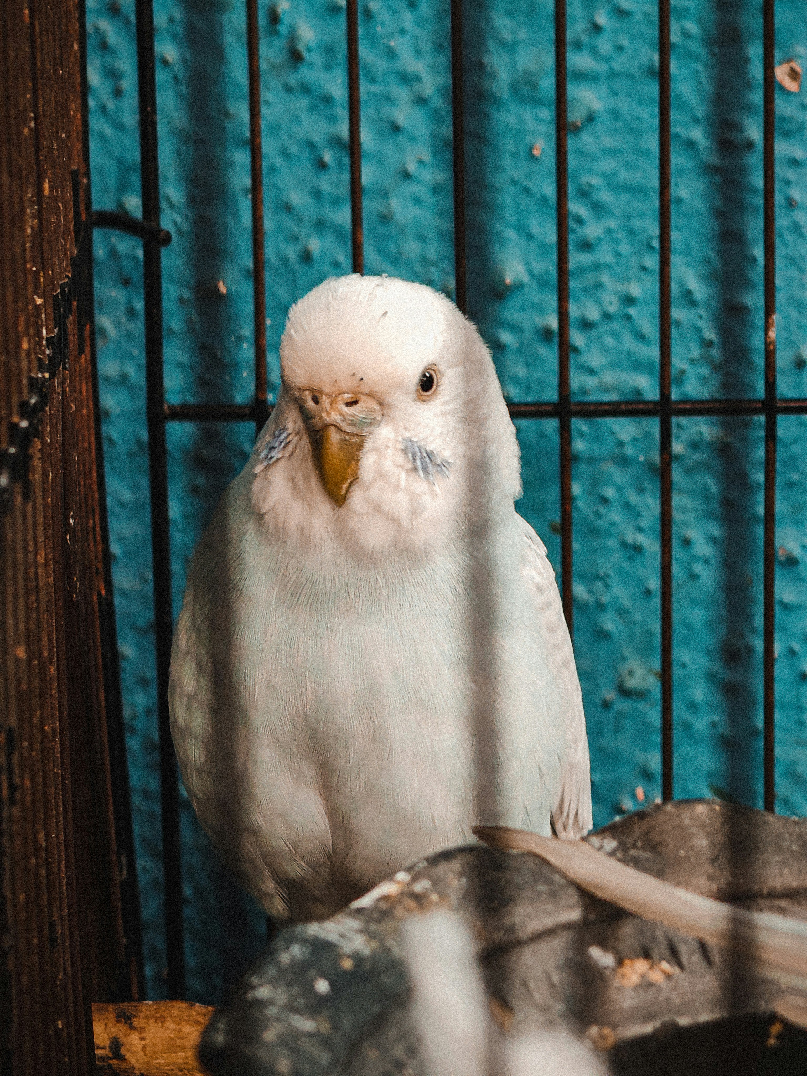 White Cockatiel in a Bluescape Cage