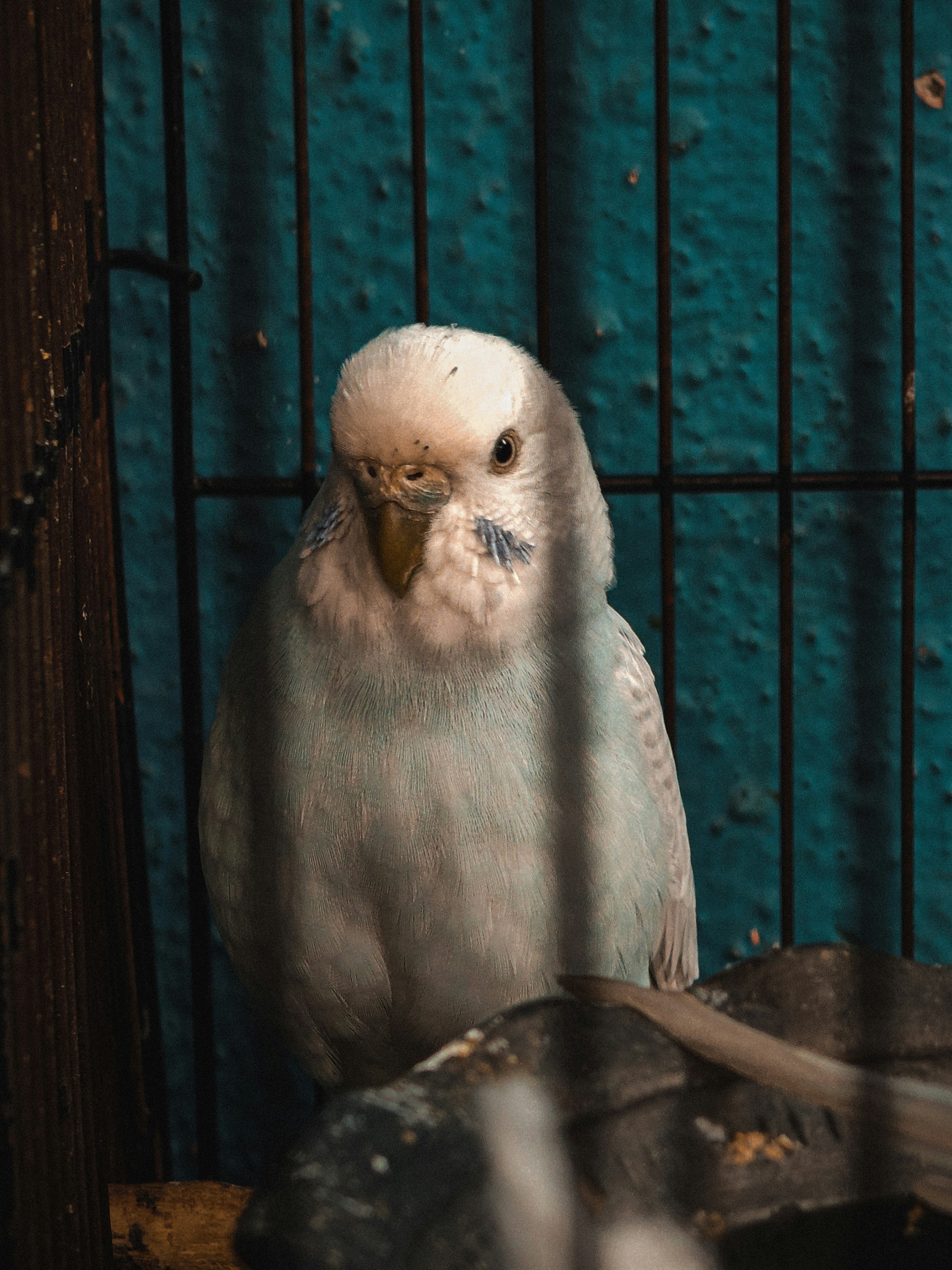 Soft-eyed Blue Parrot in a Dim Cage