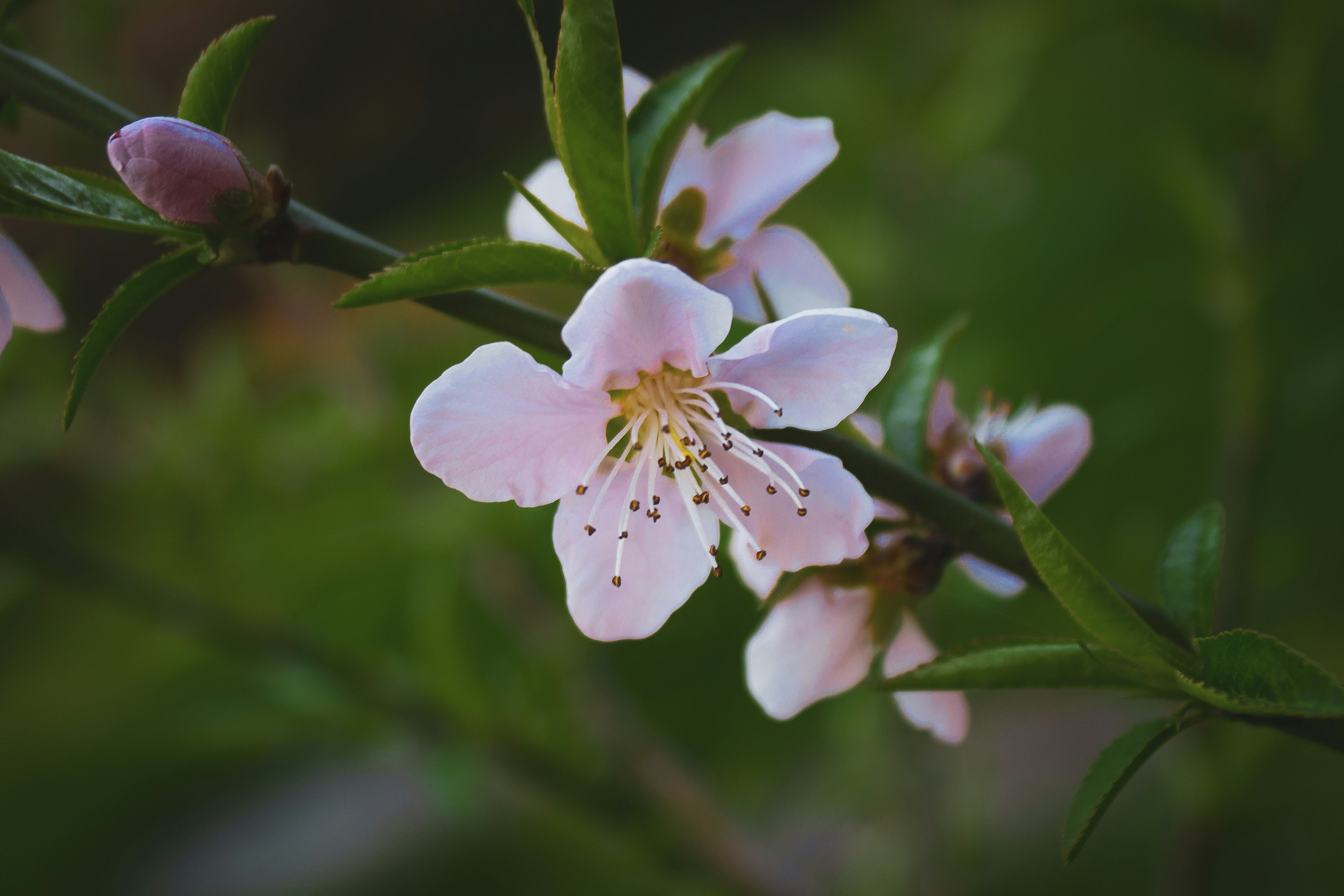 Blossom in Soft Focus: A Gentle Pink Bloom with Tender Stamen