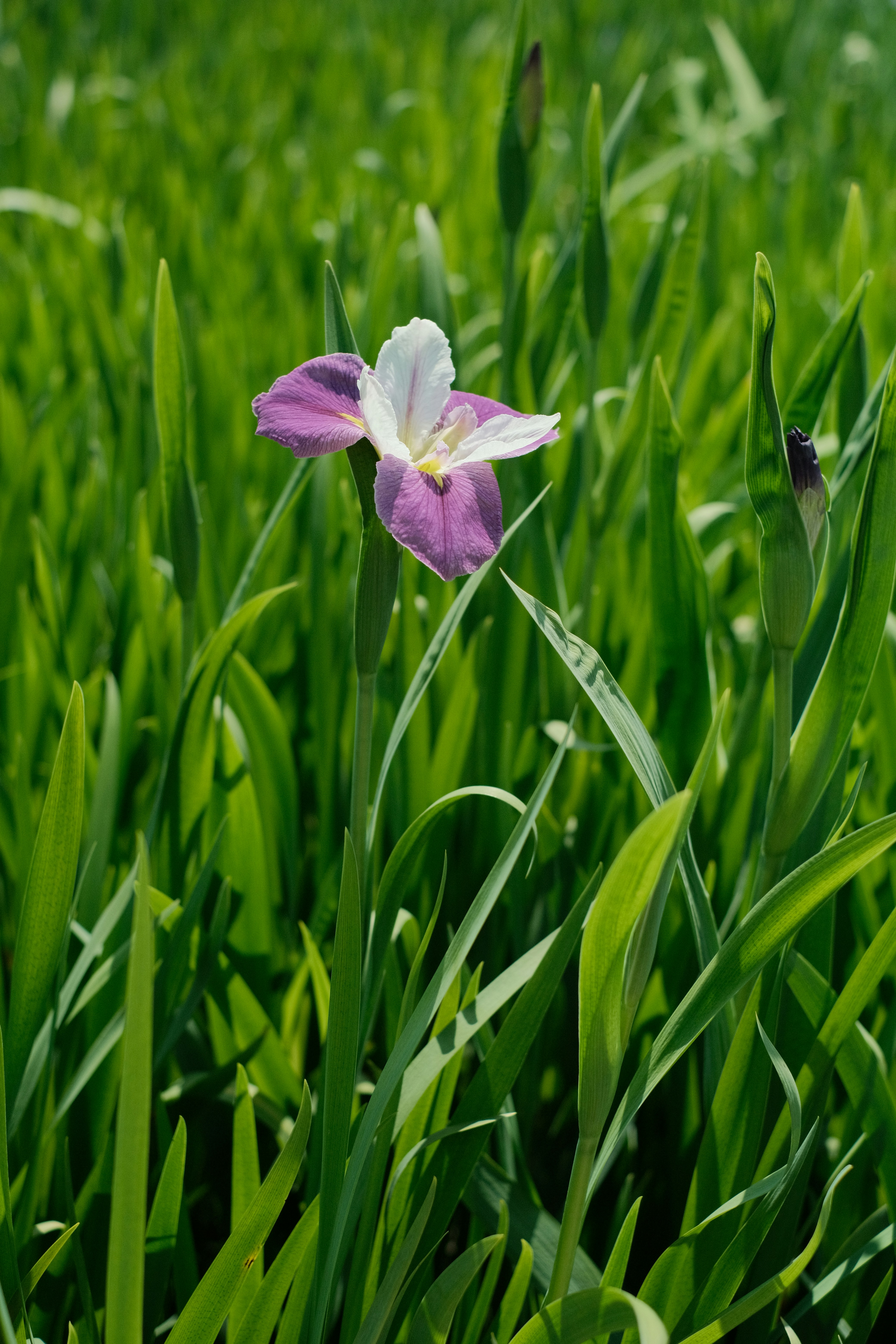 Single iris among green blades: a violet-petal bloom amid tall grasses