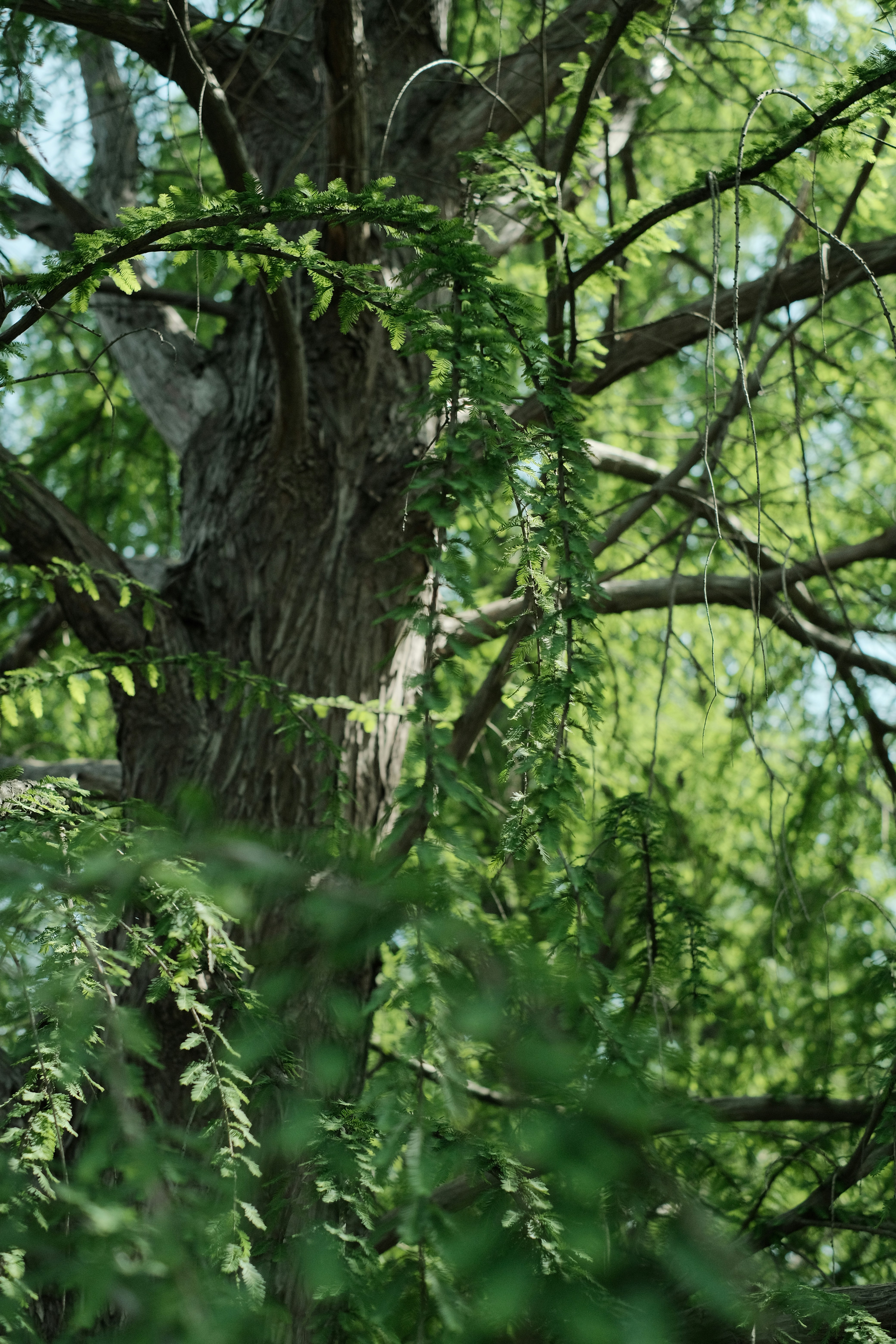 Whispers of a Green Canopy