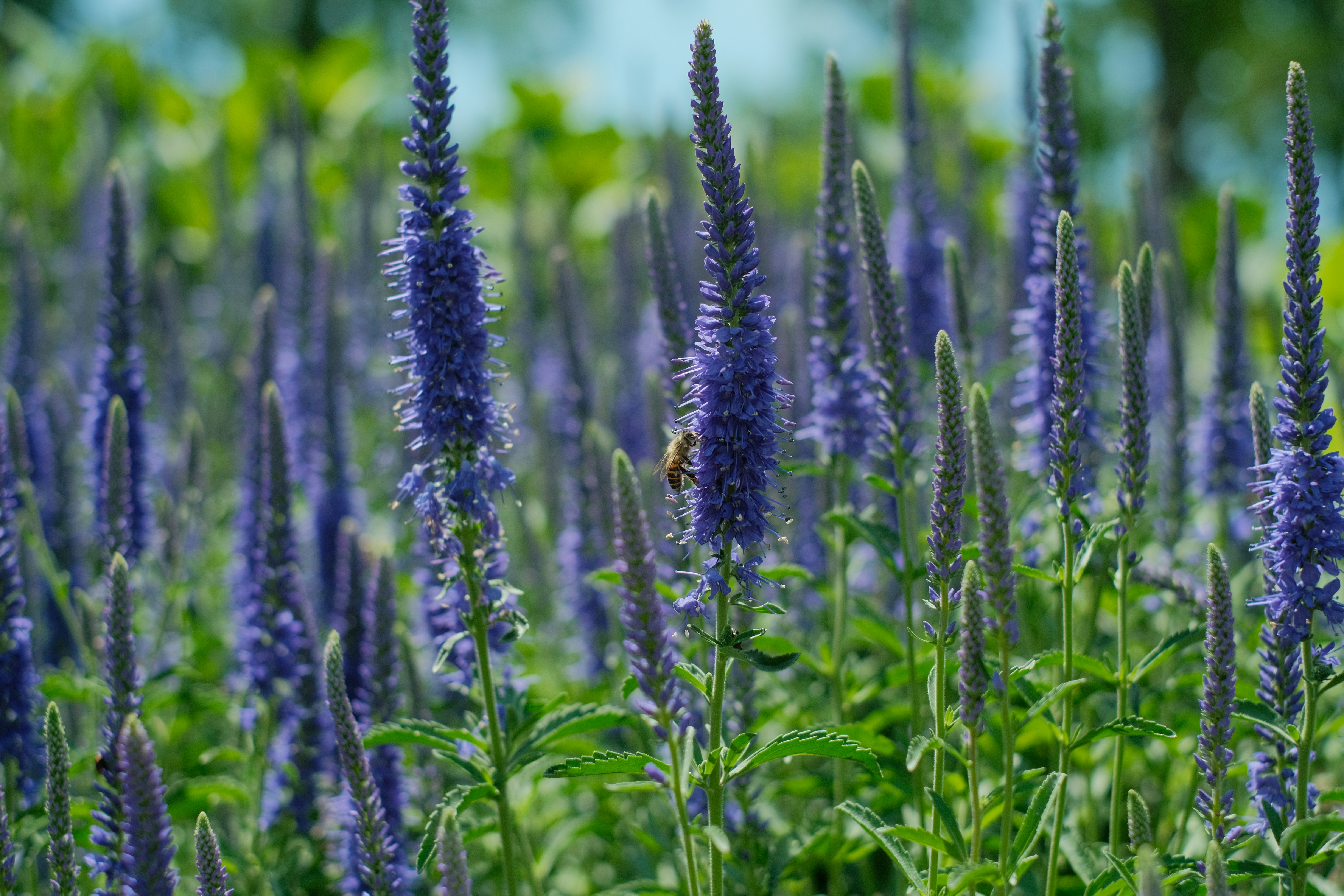 Purple Spike Meadow: A Field of Vertical Blooms Under Soft Green Canopy