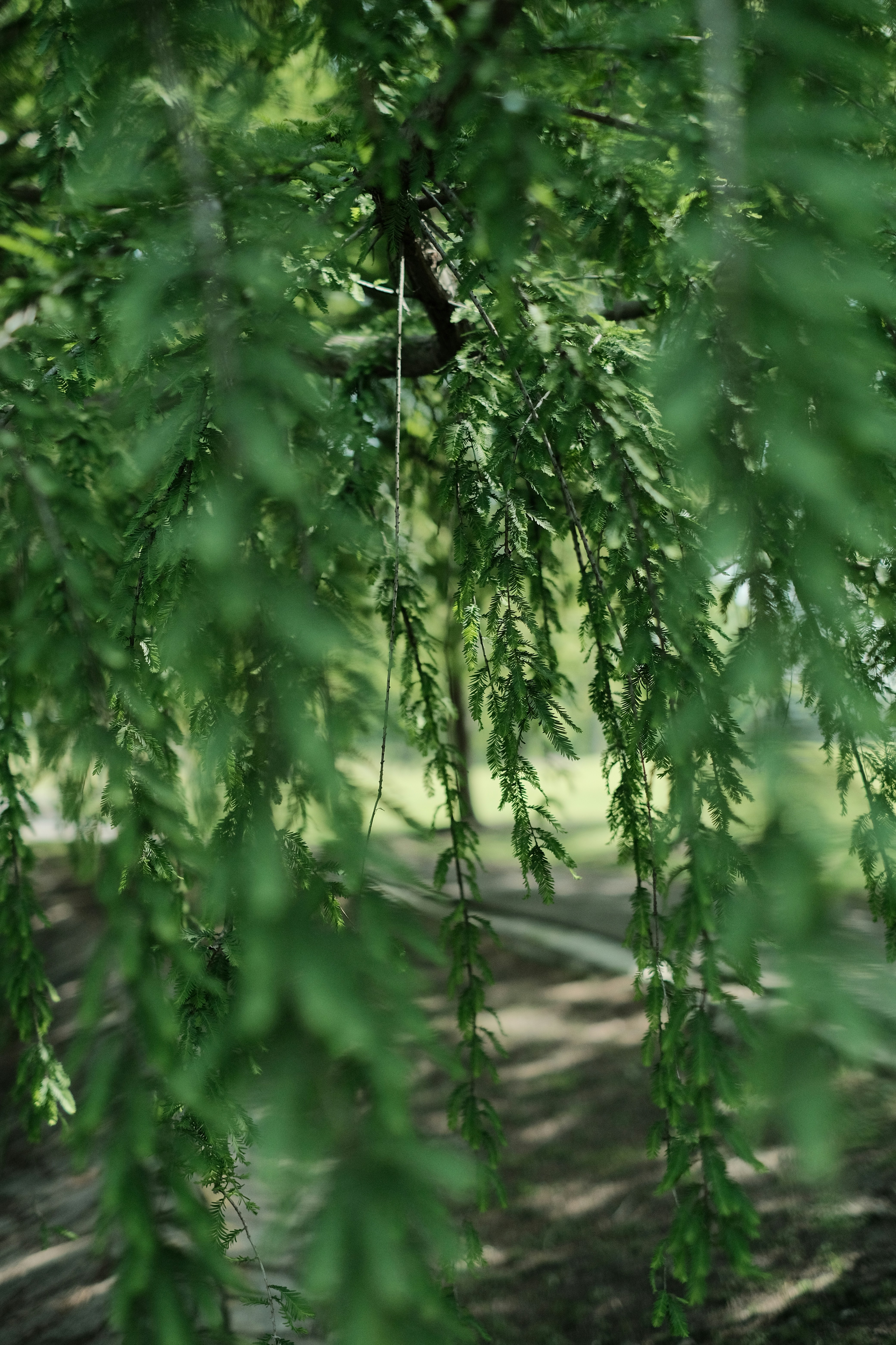 Weeping Sprig Meditations