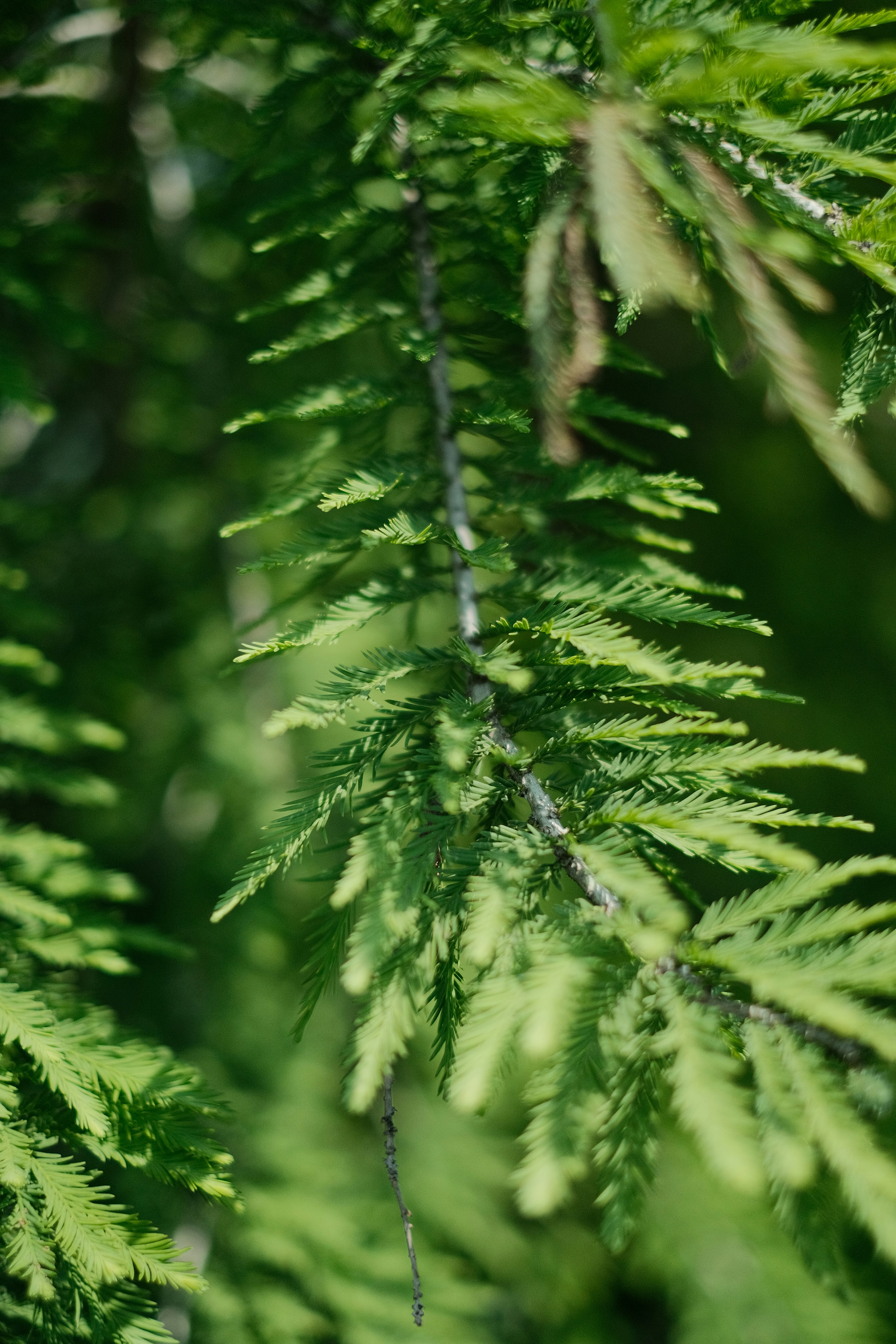 Emerald Fronds: A Quiet Moment in the Cedar Canopy
