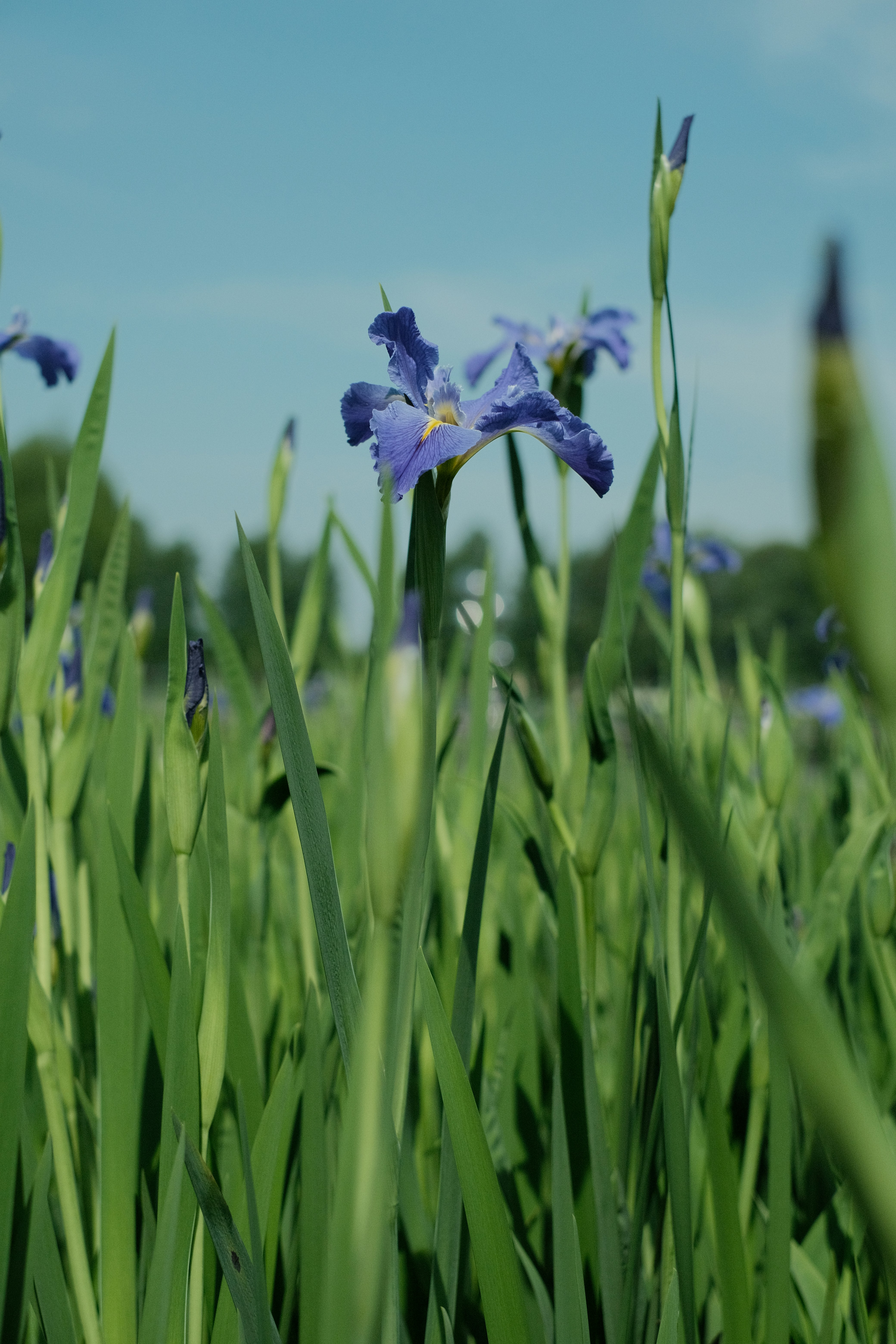 Blue Iris Crown Over a Sea of Green