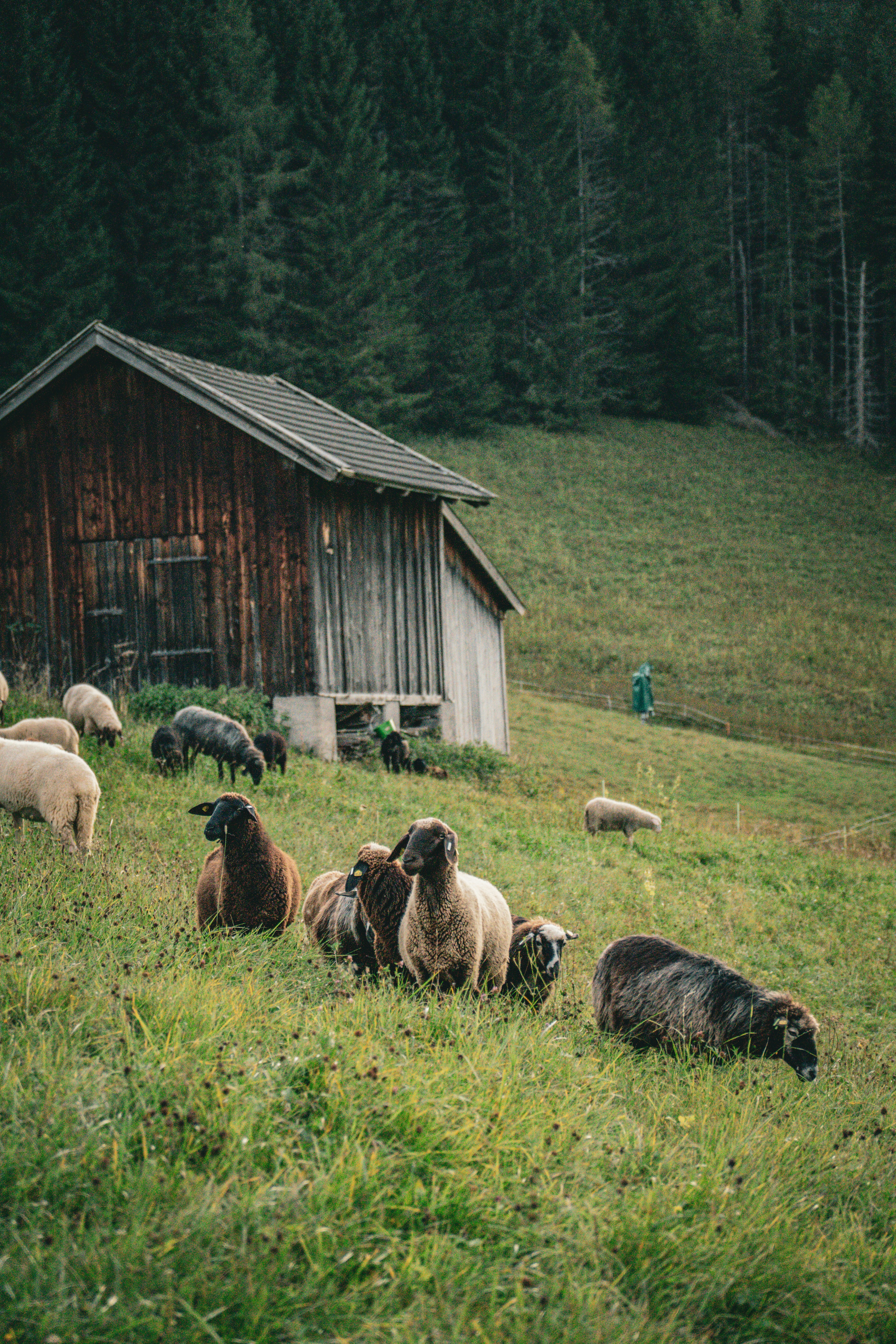 Pasture Watch: Sheep Ponder the Barn Beneath a Quiet Forest