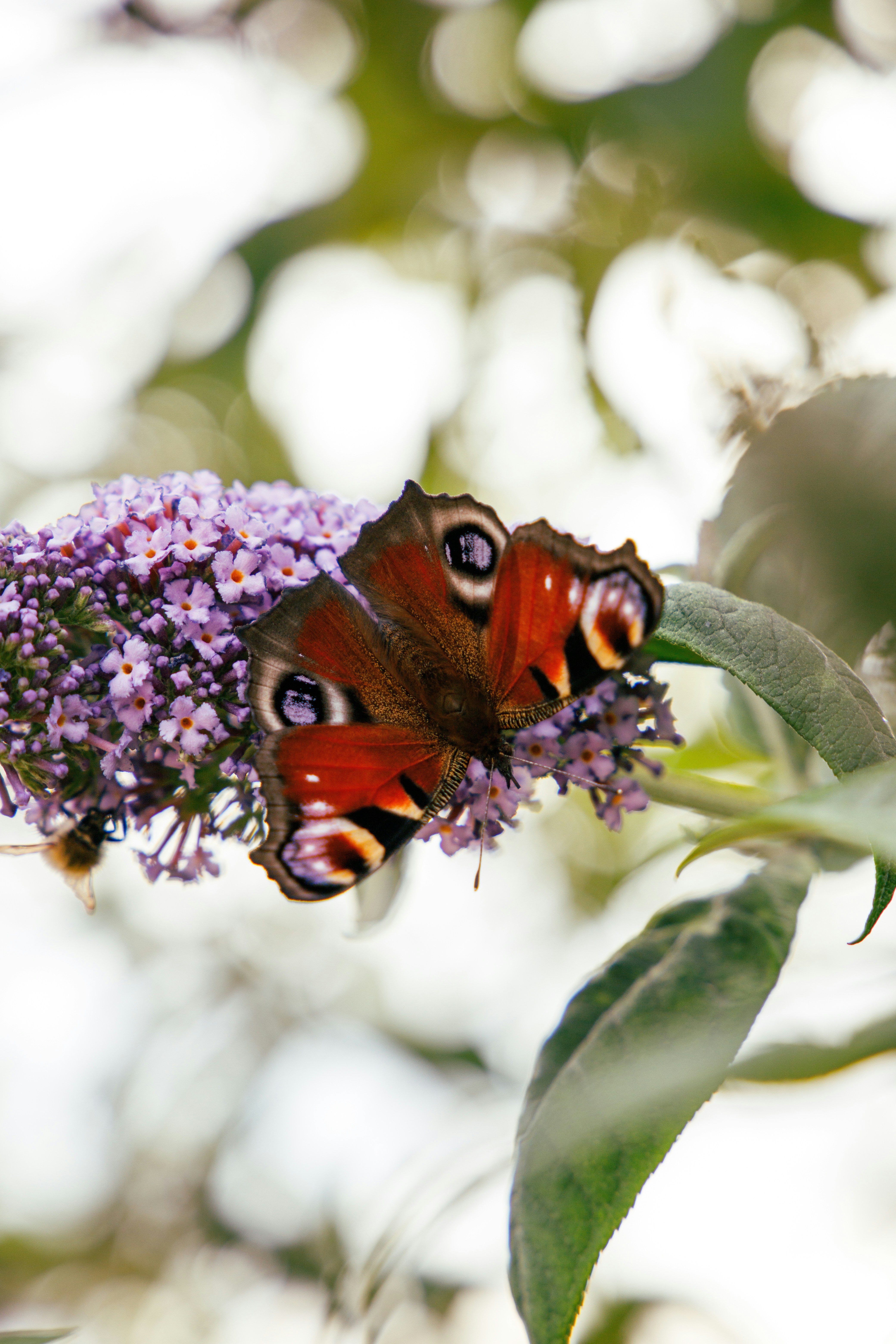 Vivid Peacock Butterfly Resting on Purple Bud