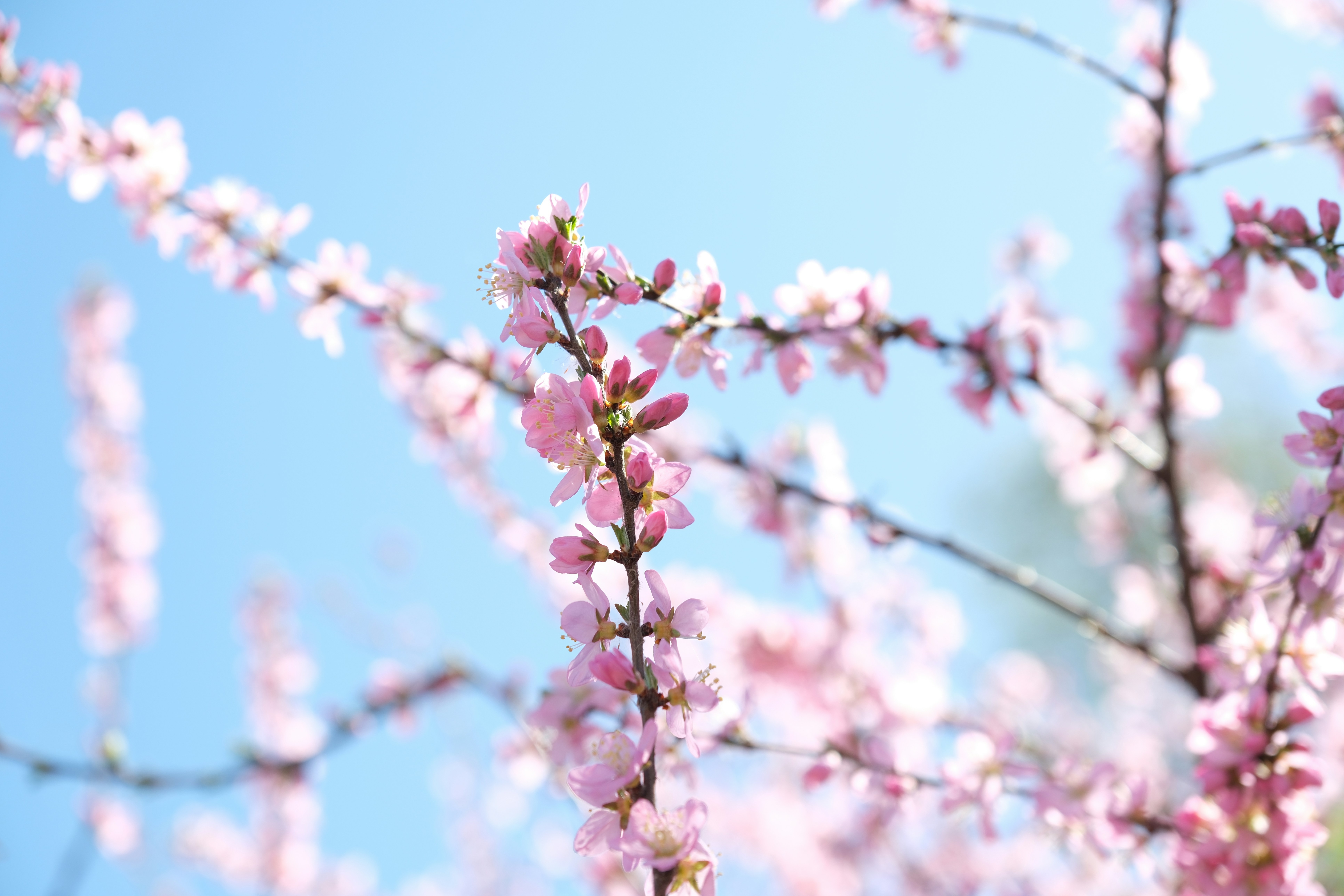 Blossom Stem Reaching Toward a Clear Blue Sky