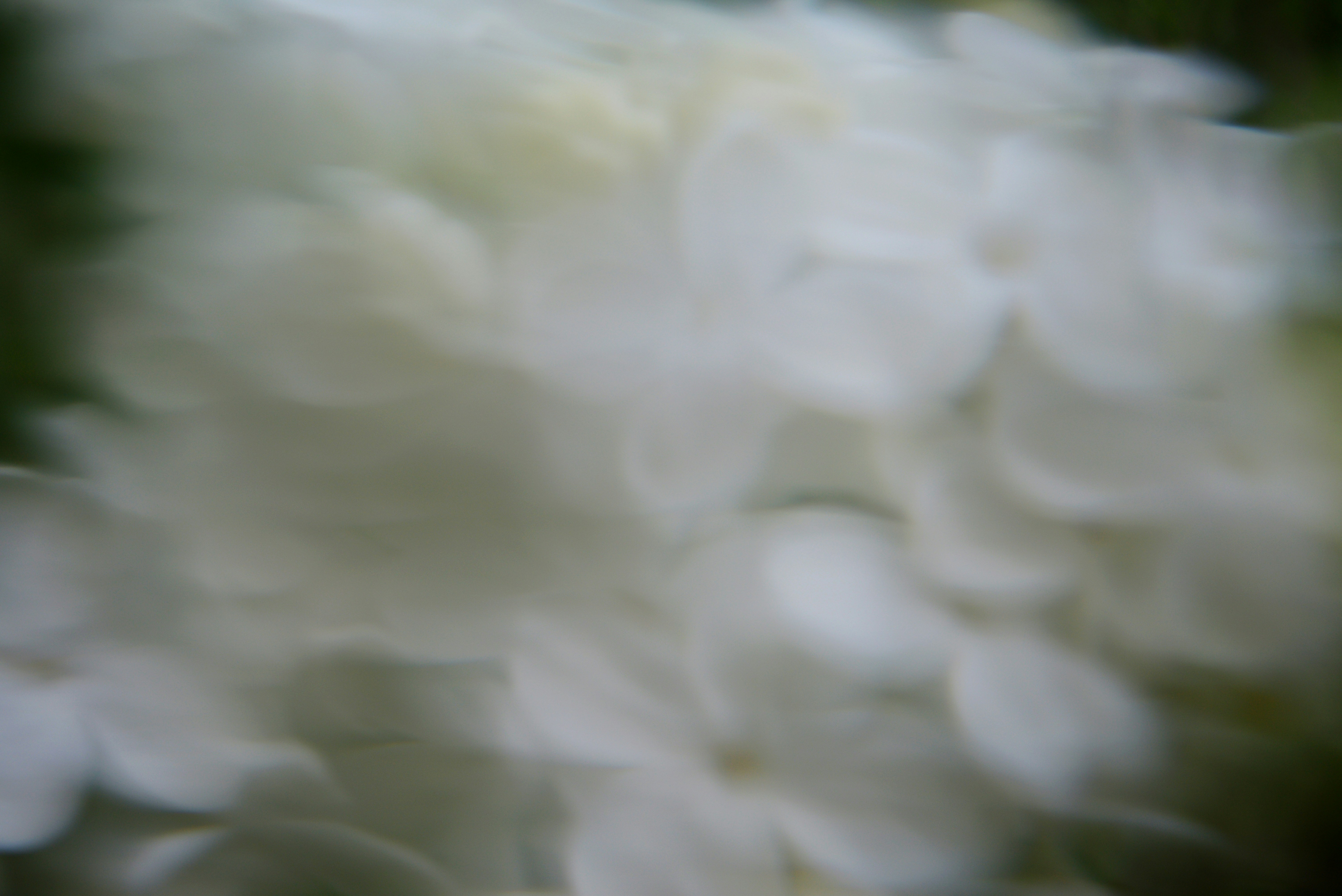 Bloom blur: a soft cascade of petals lost in motion