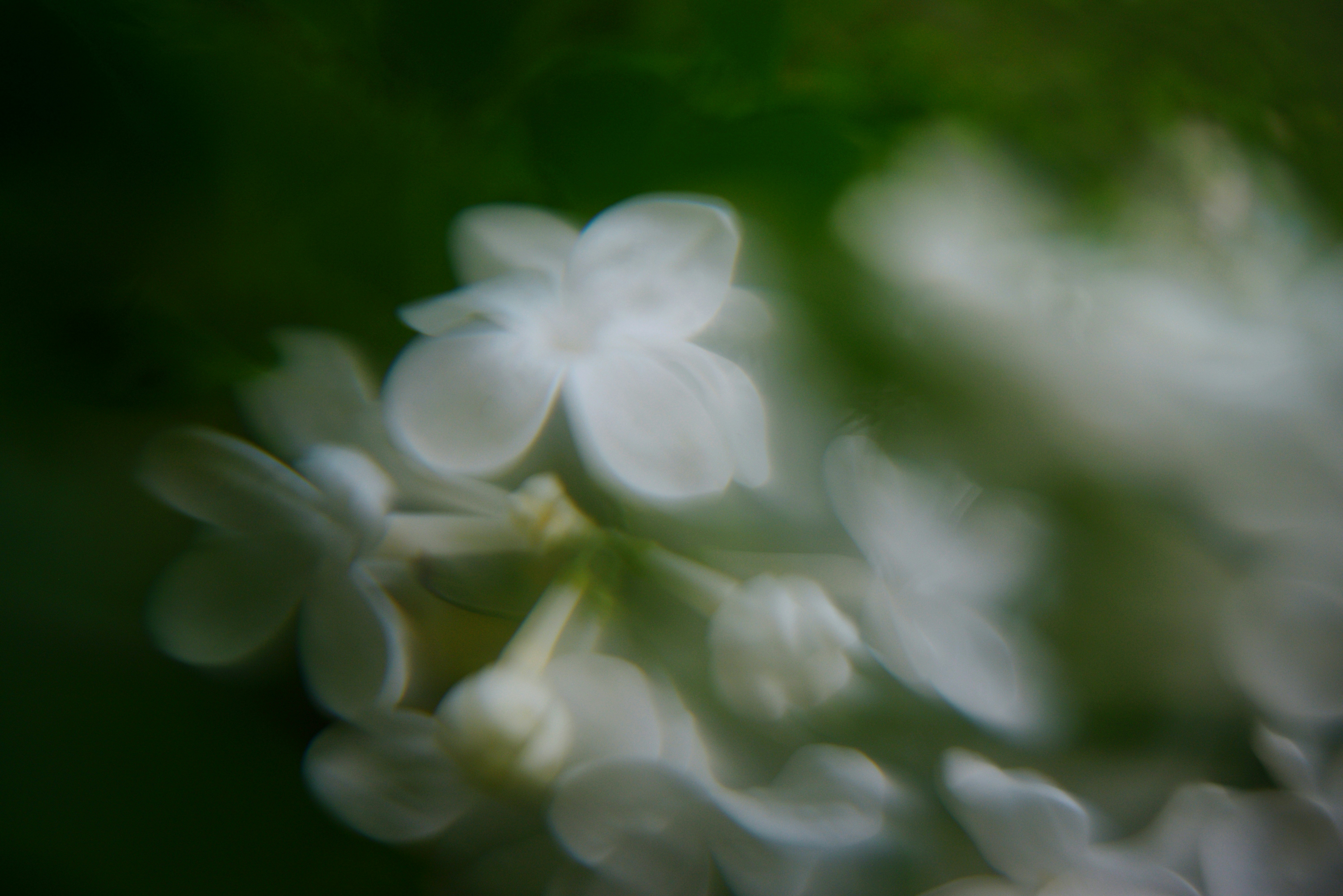 Soft Bloom in a Blur of Spring
