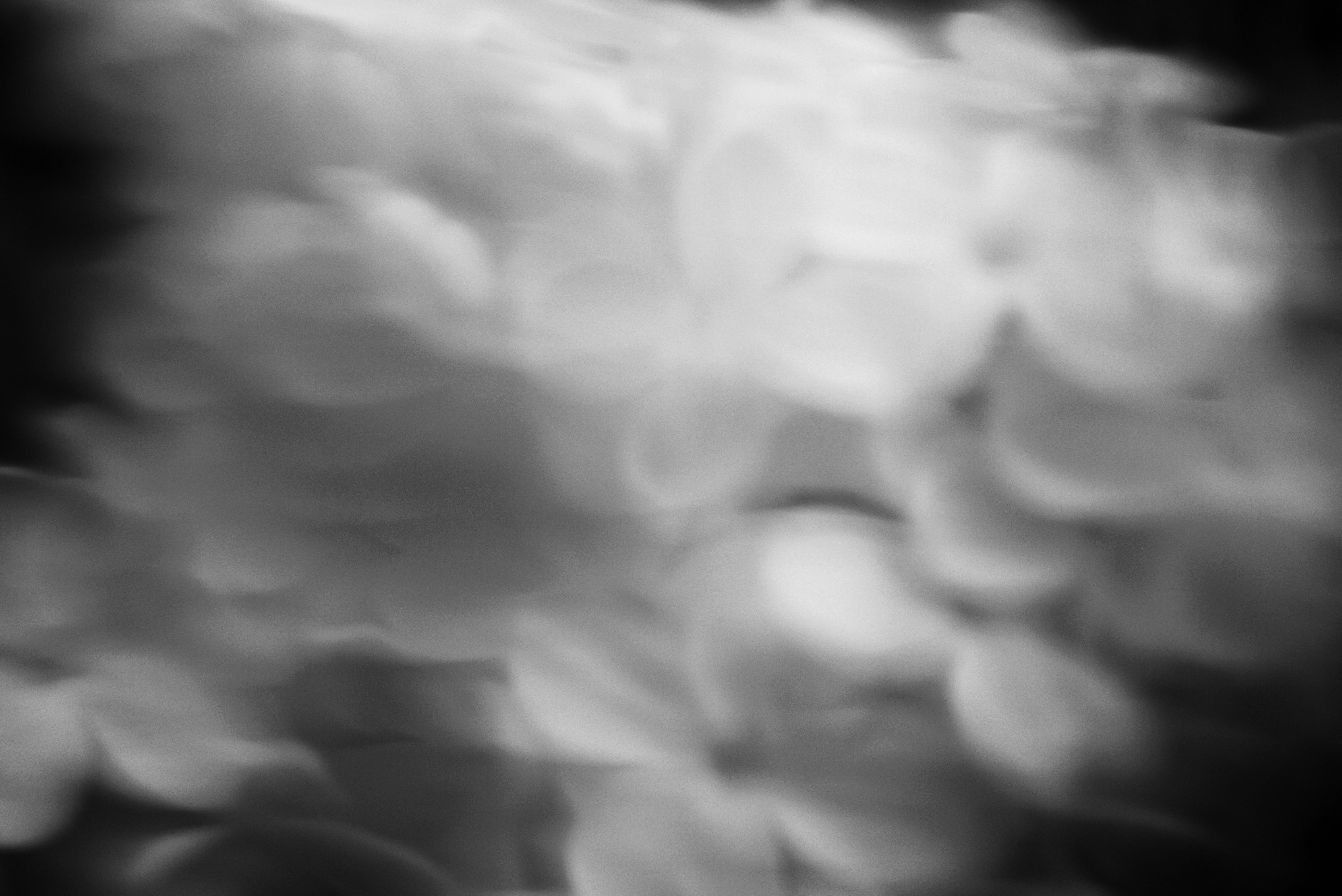 Blurred Petals in Soft Focus