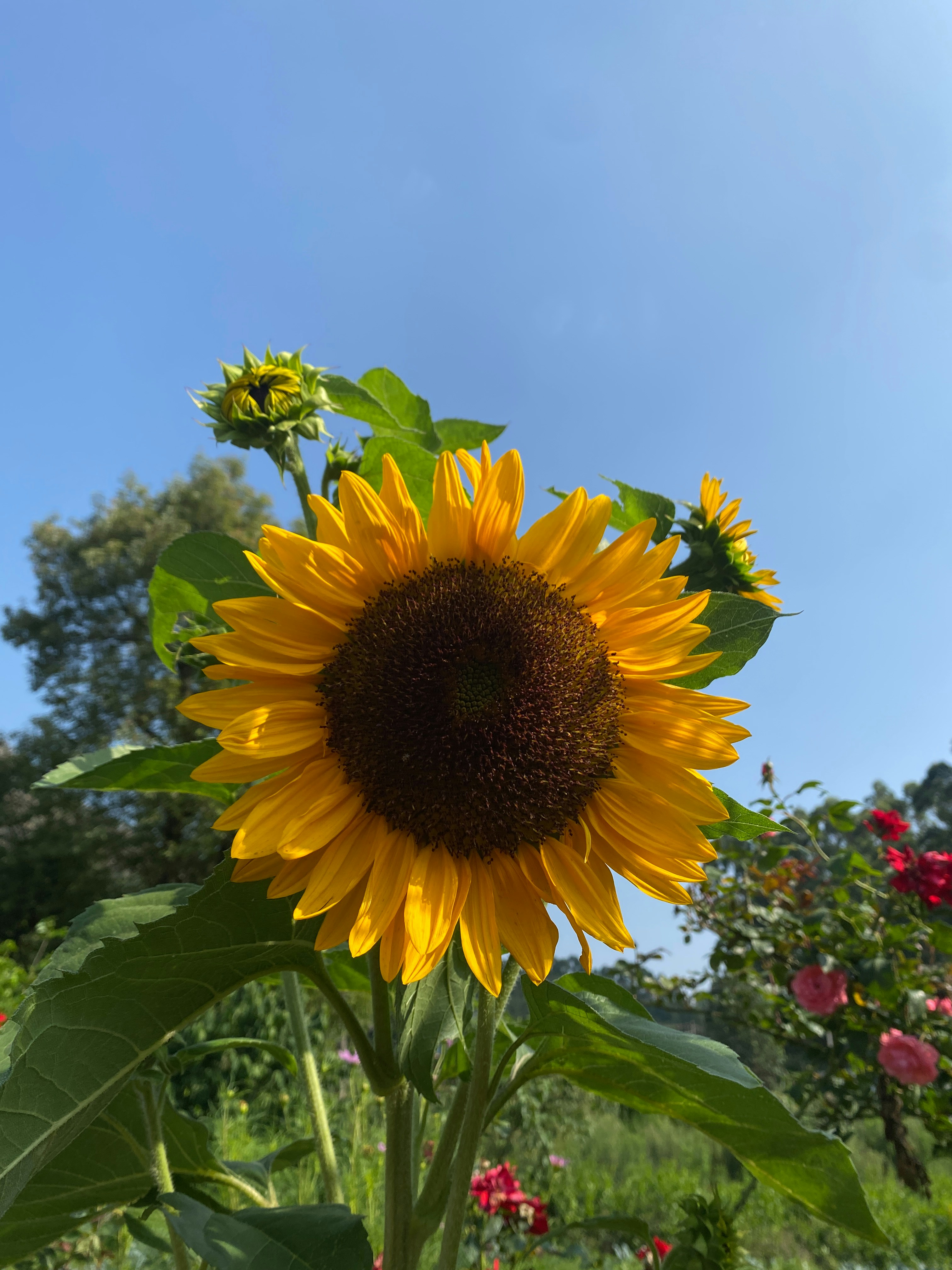 Sunlit Crown: A Bold Sunflower Reaches for the Sky