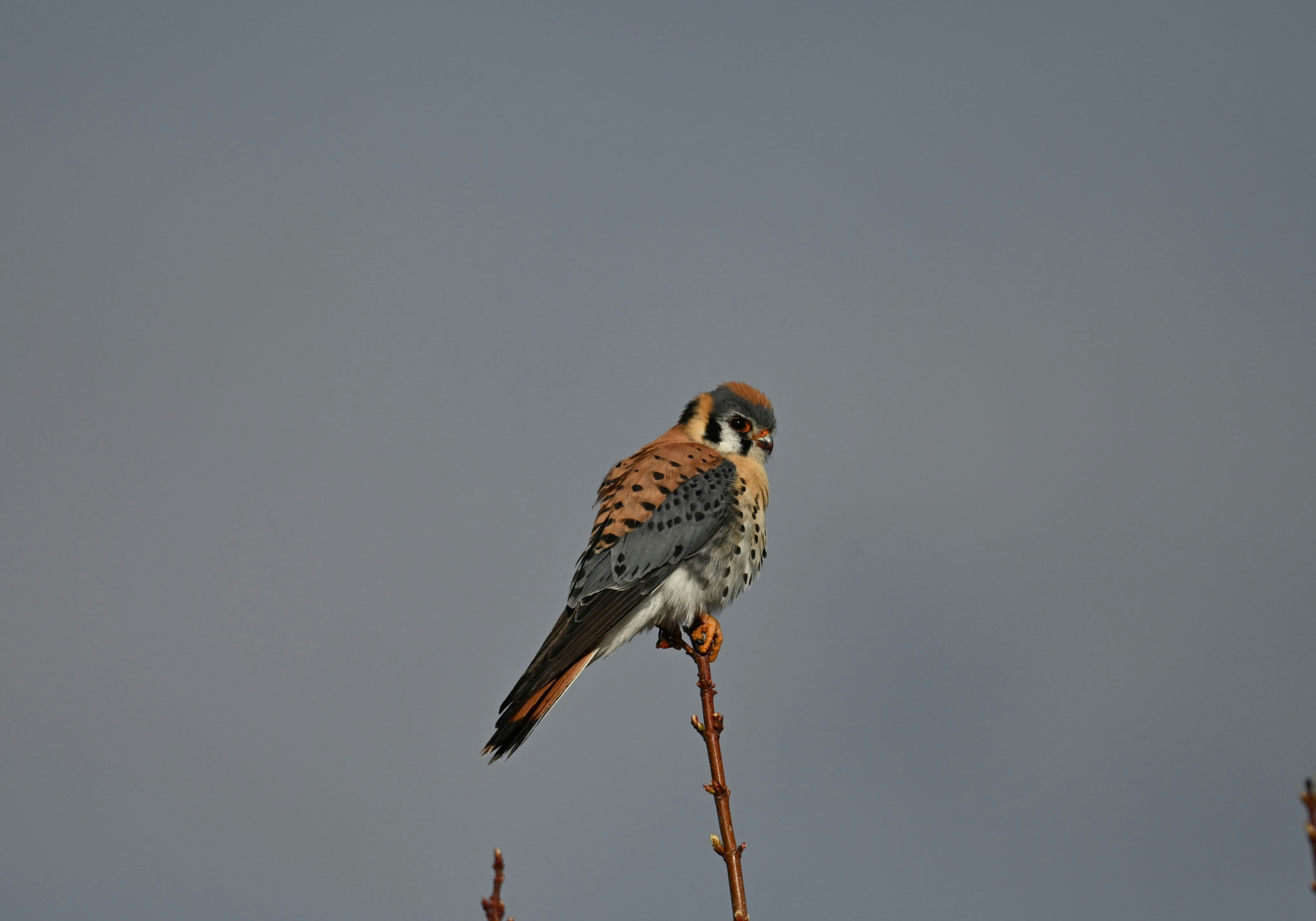 Perched Peregrine: A solitary falcon on a slender stalk