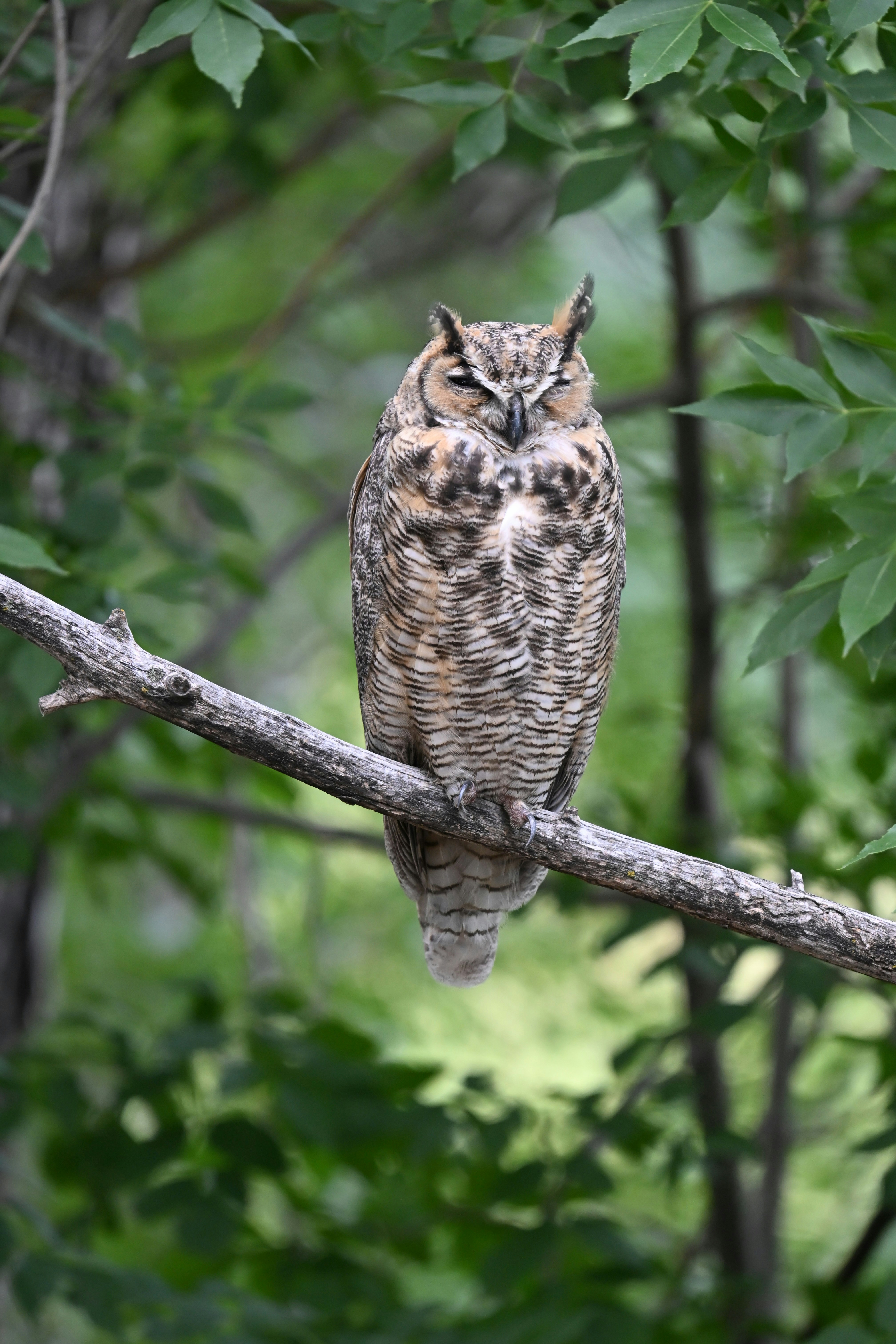 A great horned owl rests on a tree branch.