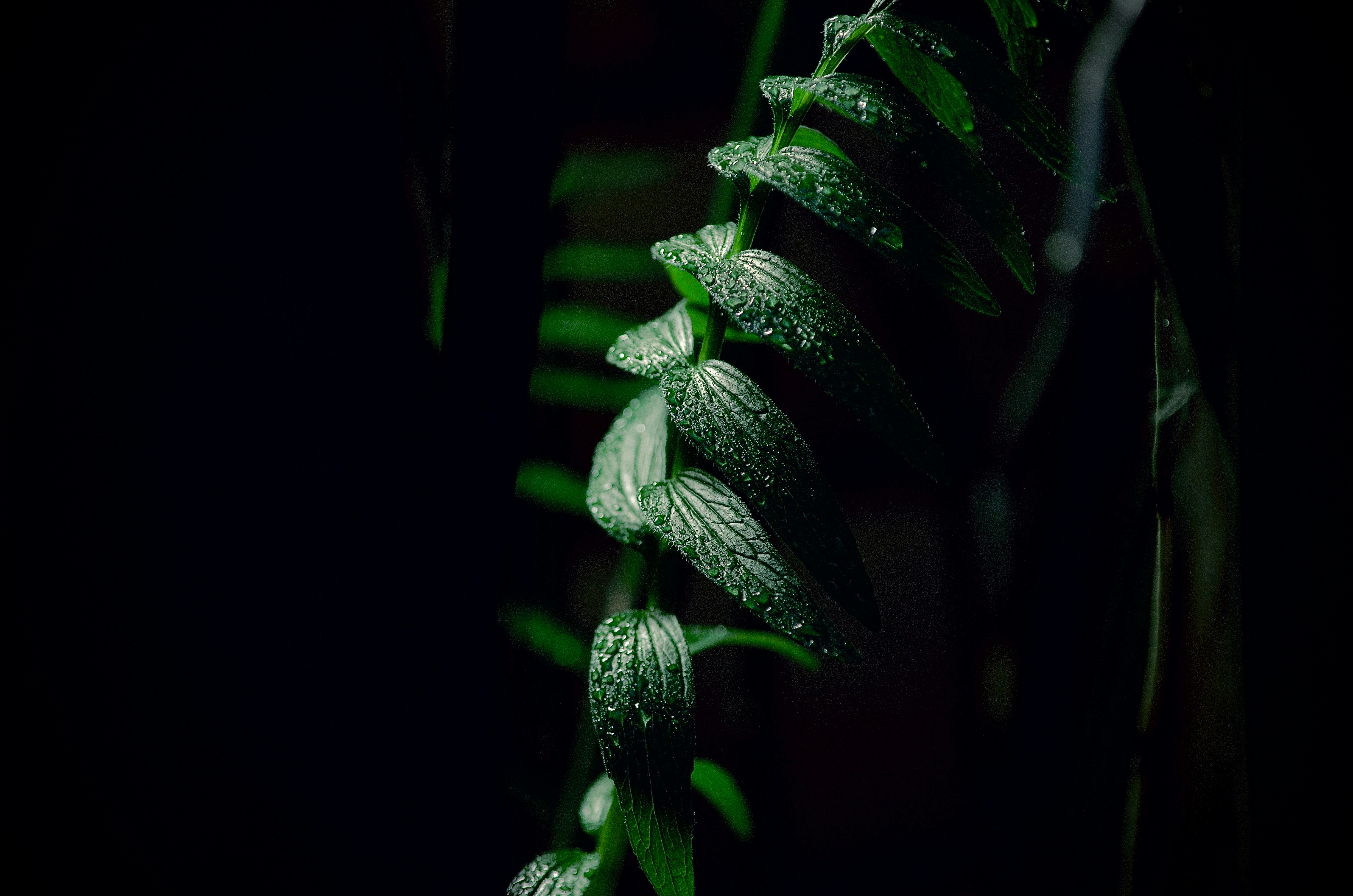 Moonlit Fern: Droplets on a Silent Cascade