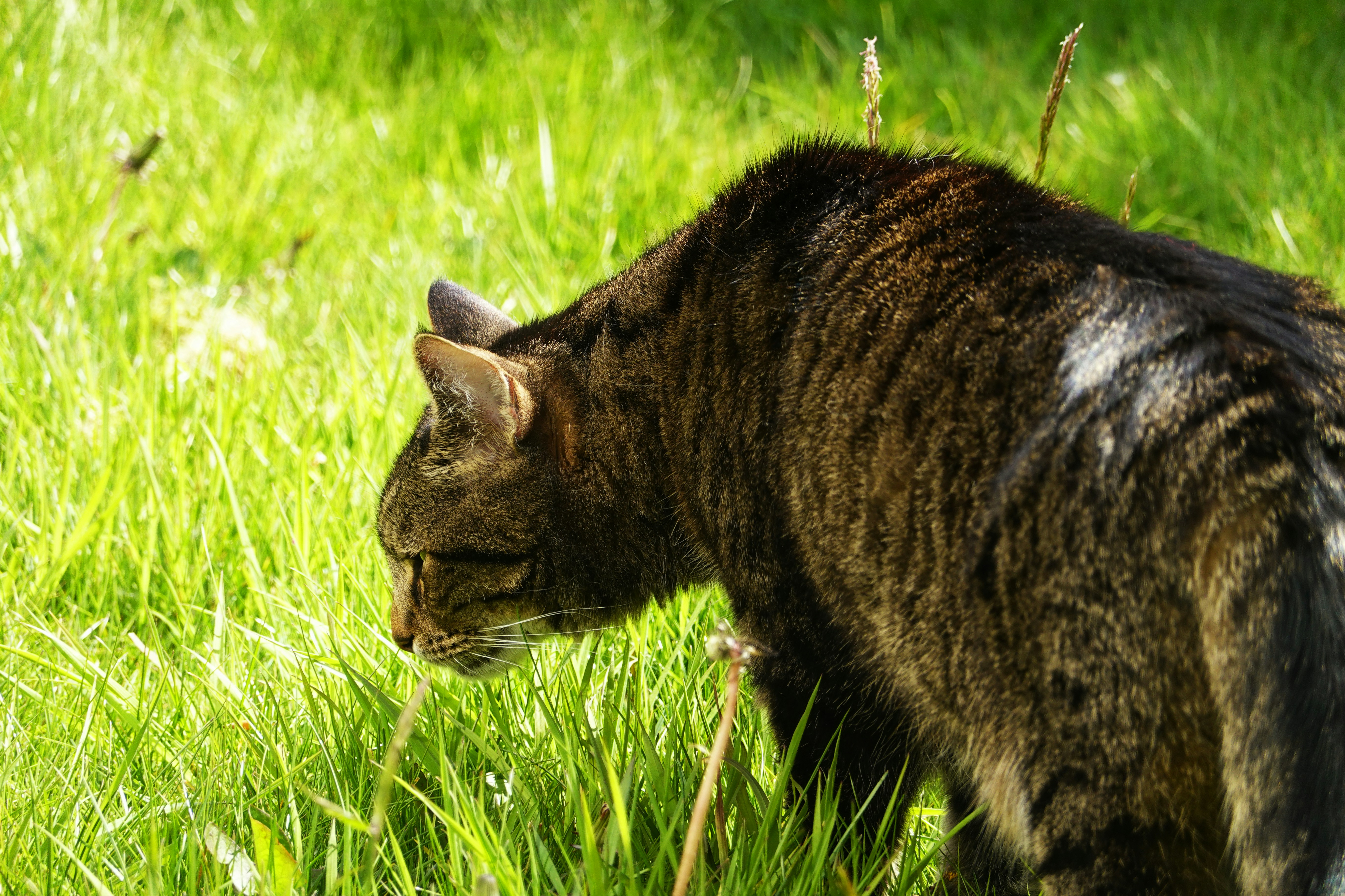 Low-Profile Feline in Sunlit Meadow