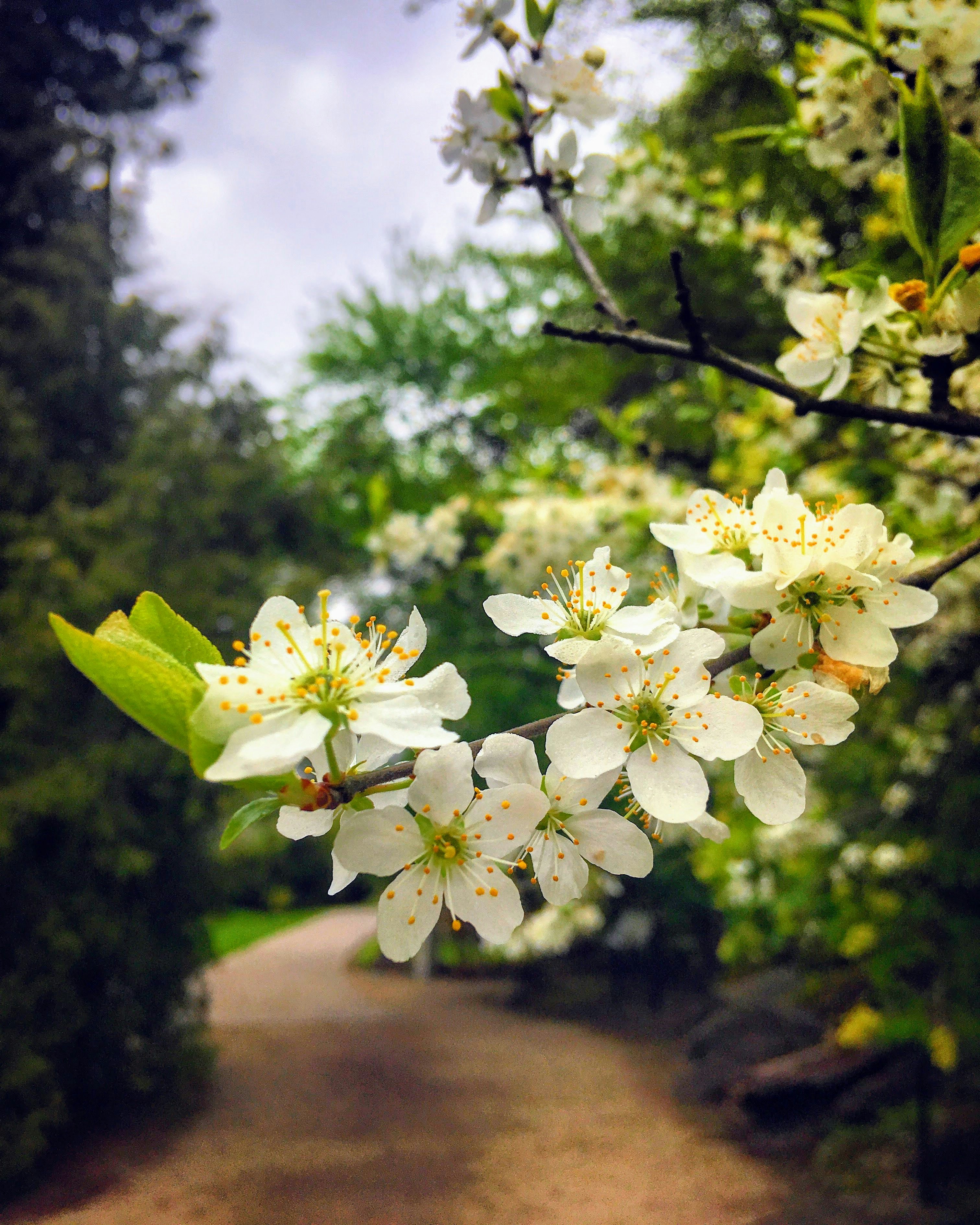Blossoms on the Path: White Flowers Framing a Quiet Walk