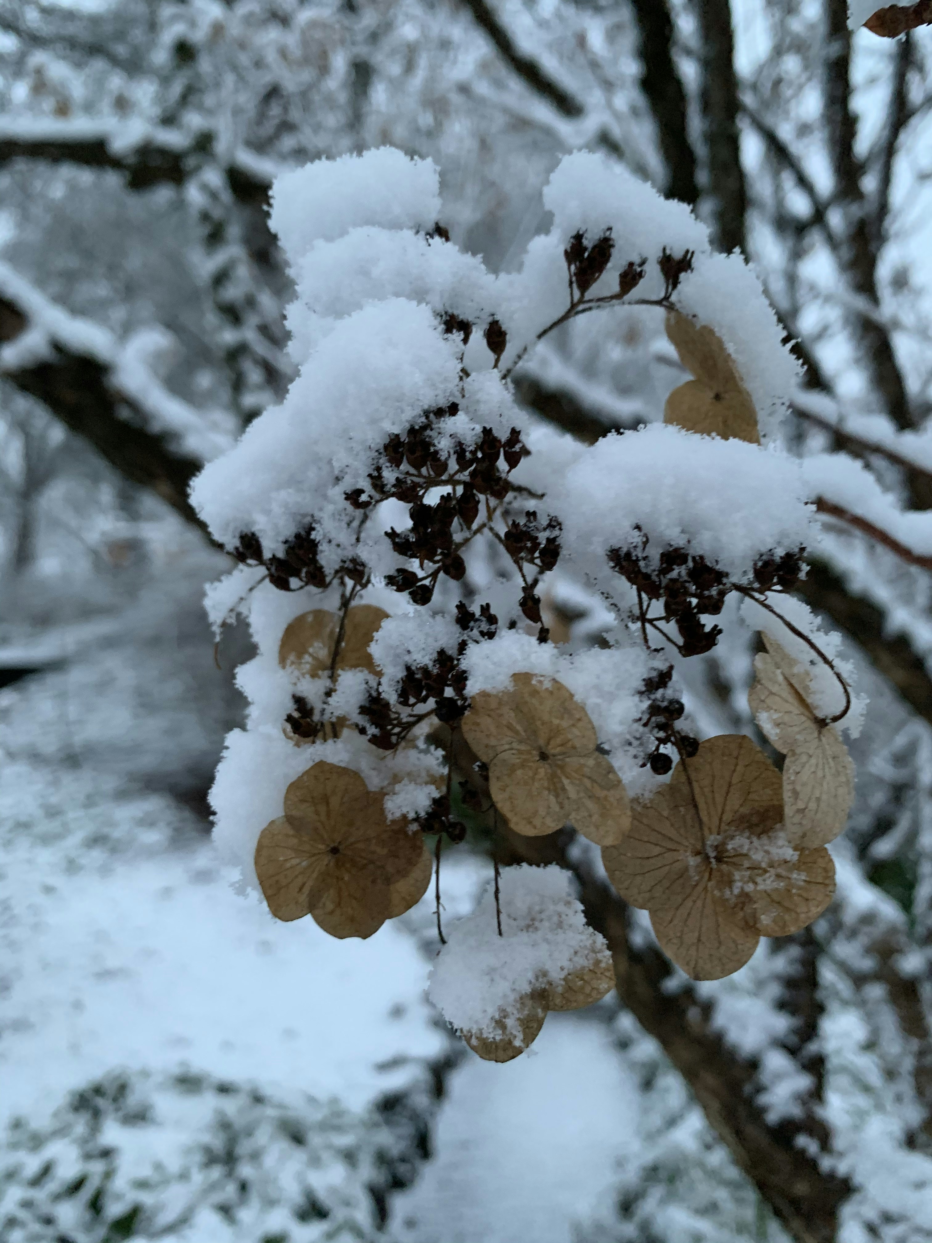 Snow-Covered Hydrangea In a Frosted Winter Garden