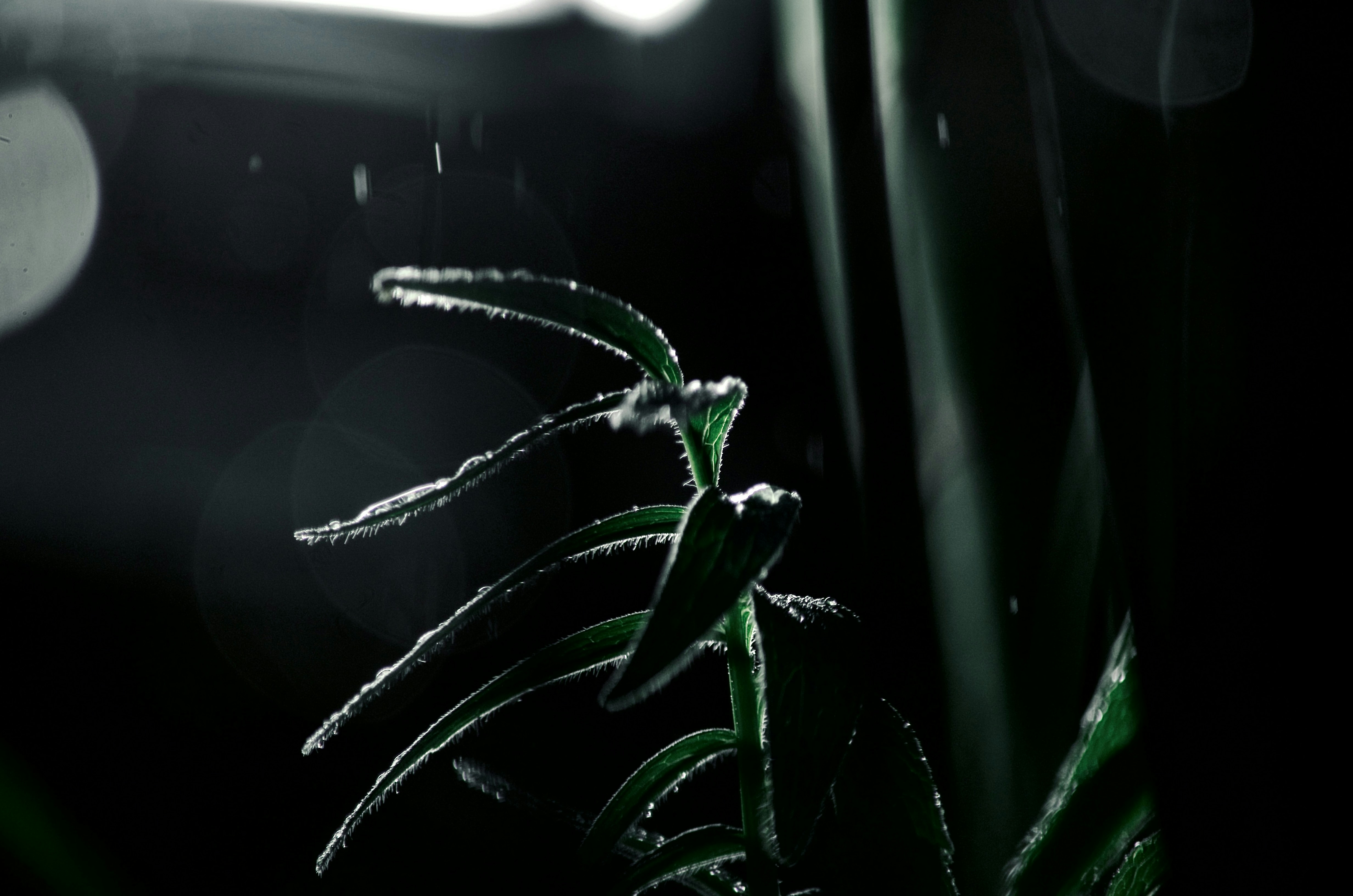 Frosted Sprig in Low Light