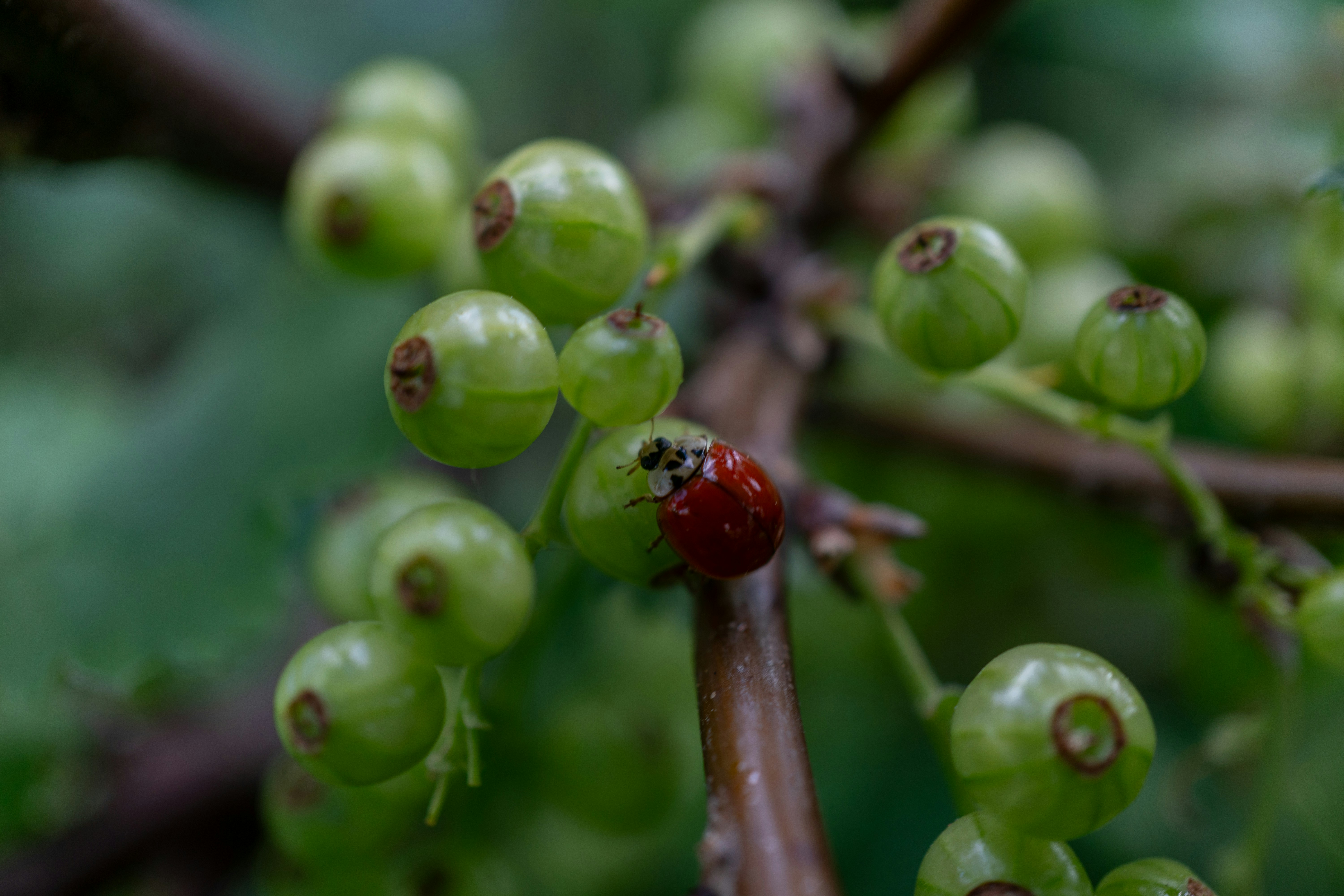 Red Berry Amid Green Orbs: A Close-Up of a Little Red Mark