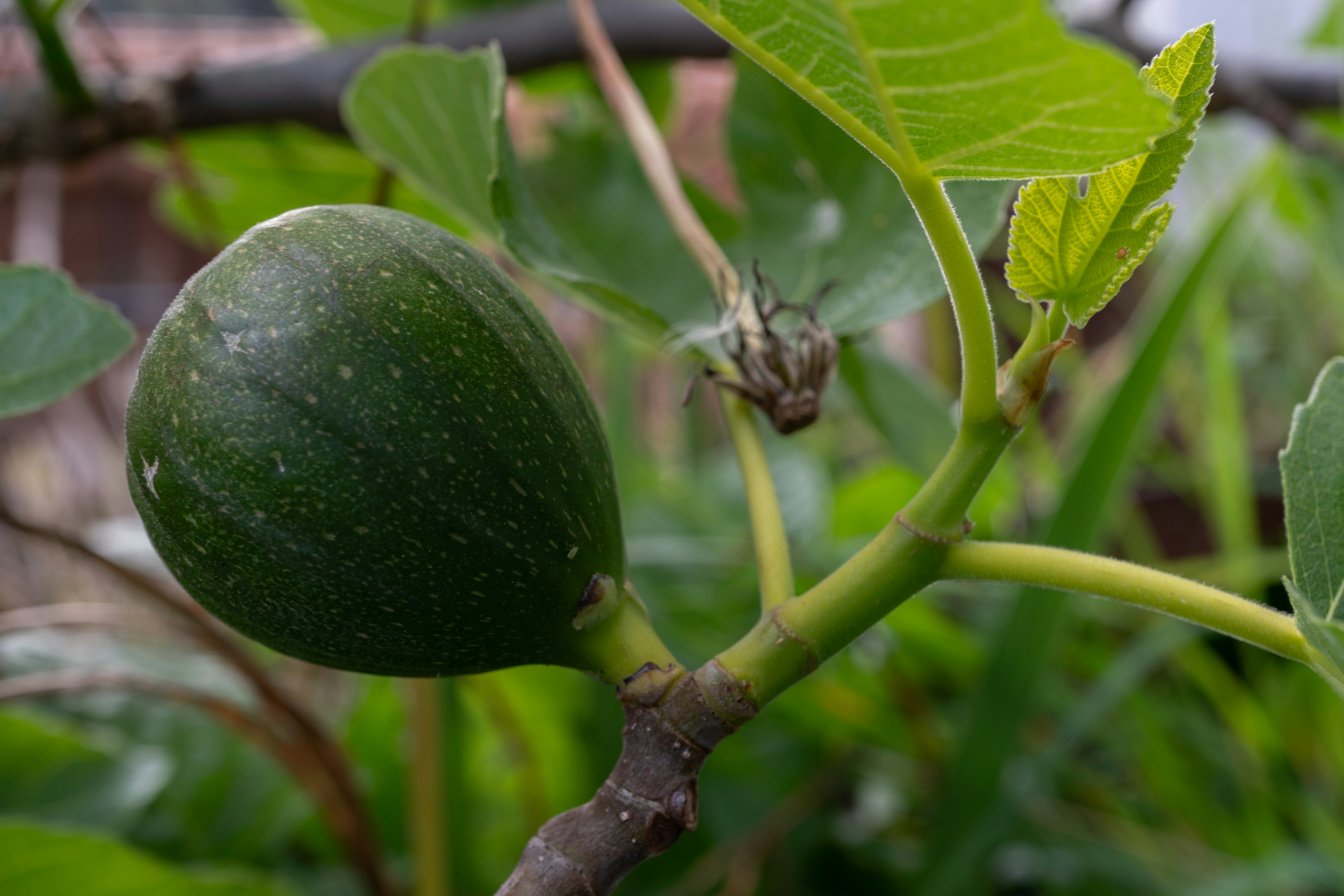 Green fruit on a twisting vine: a close-up of ripening