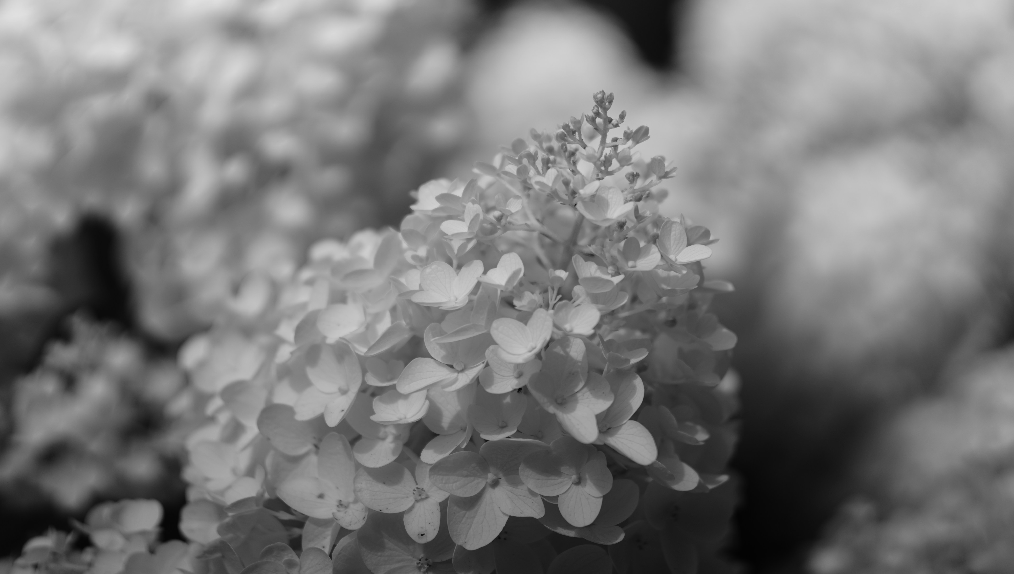 Soft Hydrangea Elegy in Monochrome
