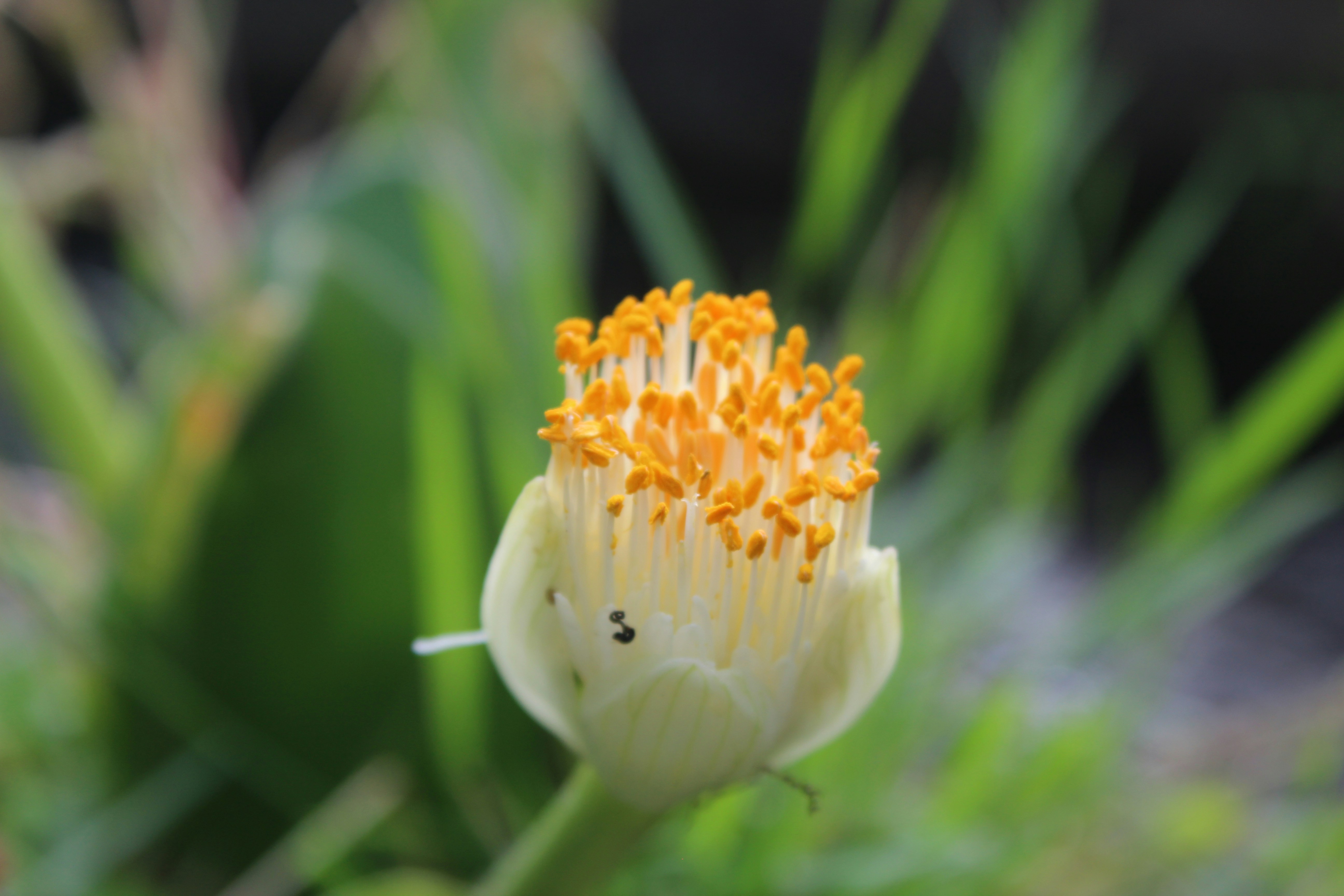 Orange-tipped blossom on a pale-green stem, framed by a blurred garden backdrop
