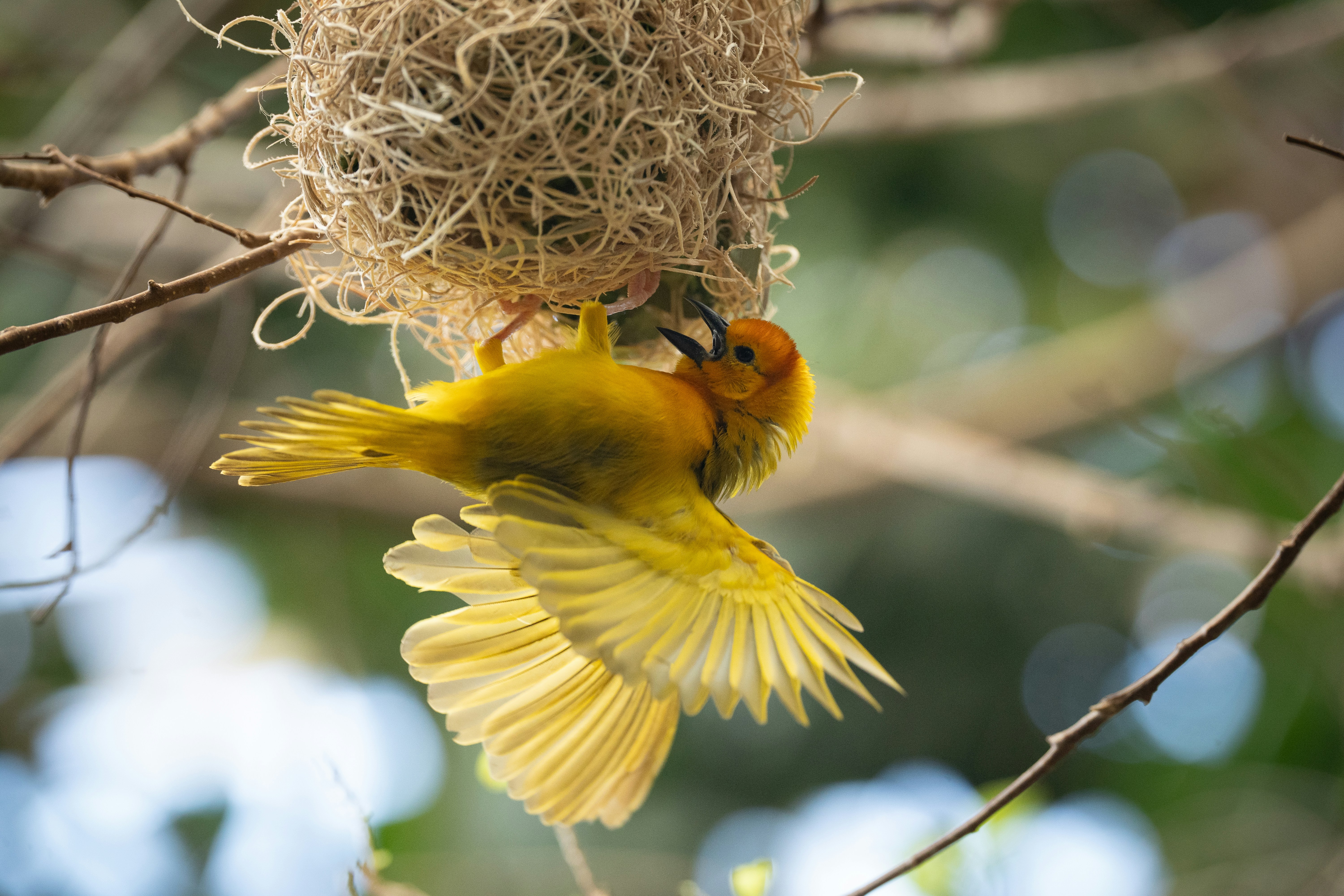Sunlit Yellow Warbler Nursing a Nesting Tangle