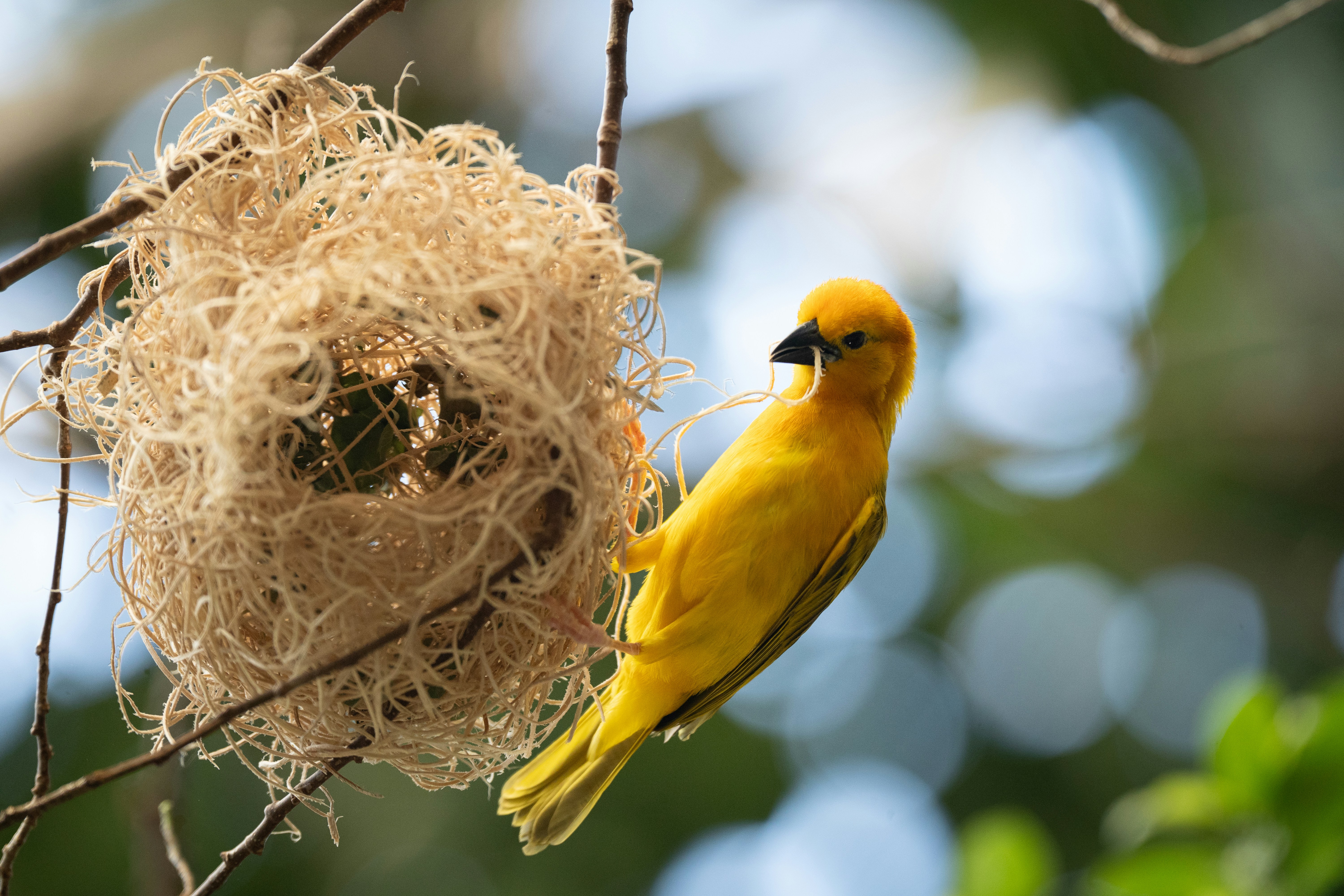 Yellow Warbler and its Twirling Nest: A Moment of Careful Balance