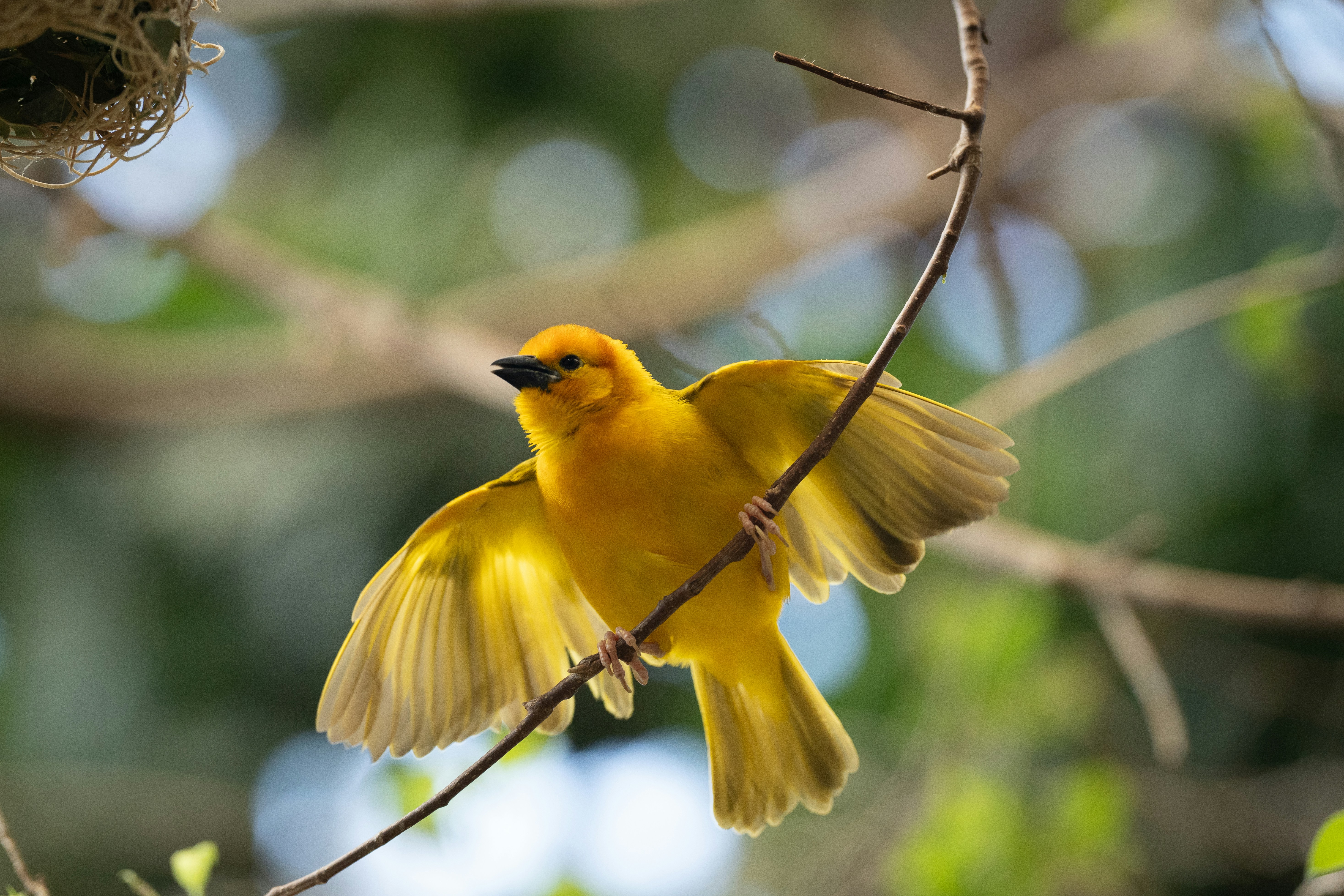 Golden Warbler in Mid-Flight Among Branches