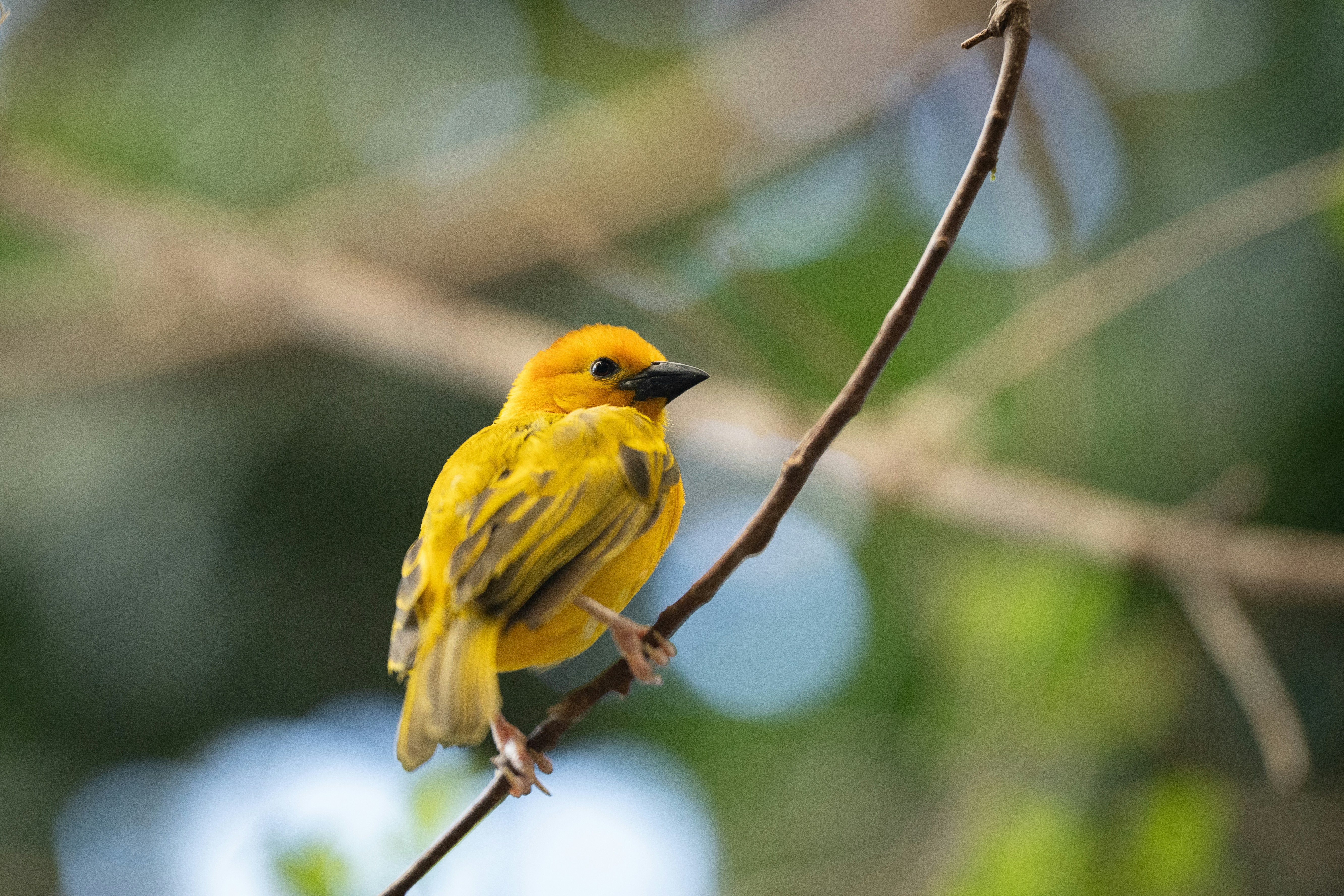 Golden Warbler on a Sunlit Branch