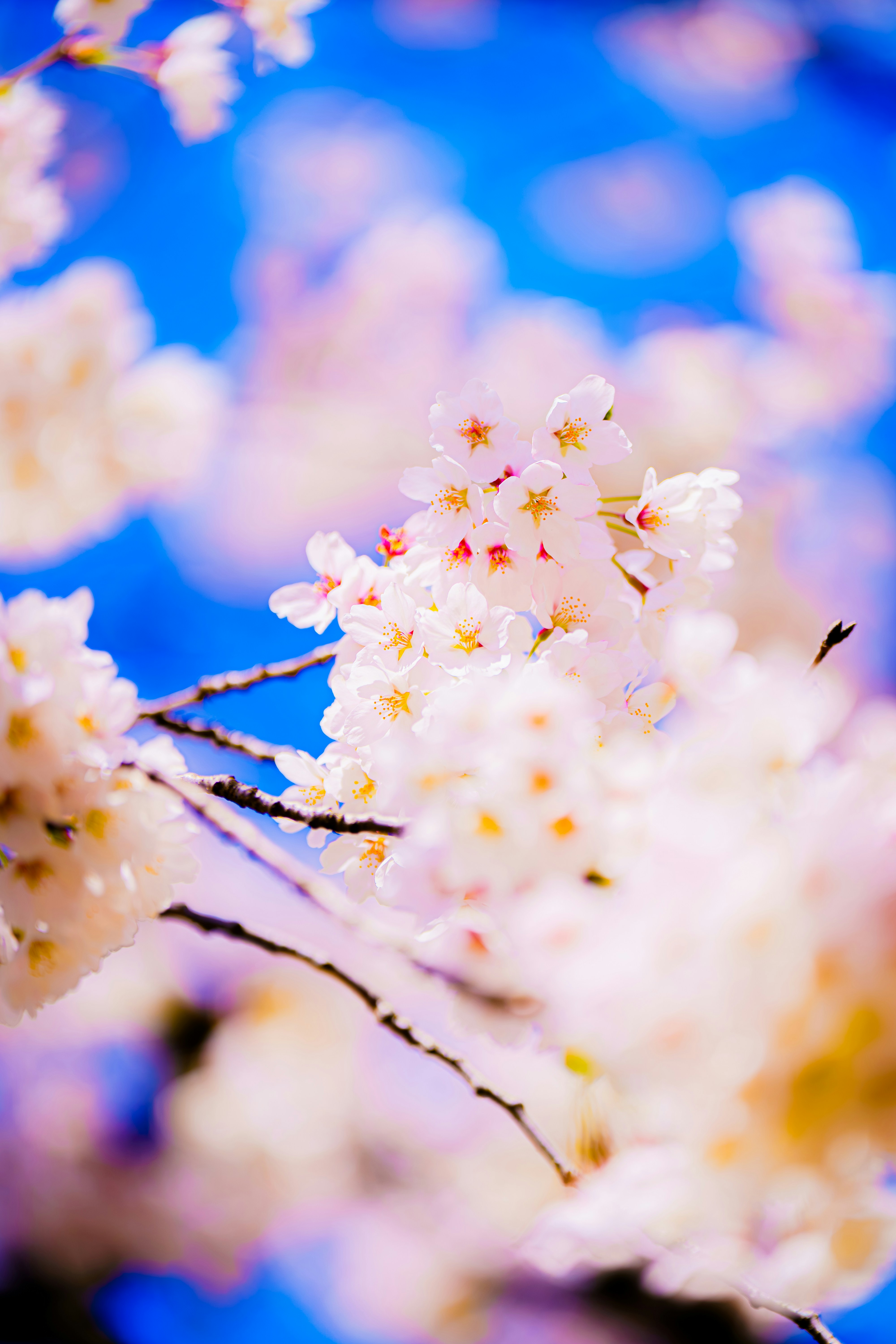 Cherry Bloom Burst Against a Velvet Sky