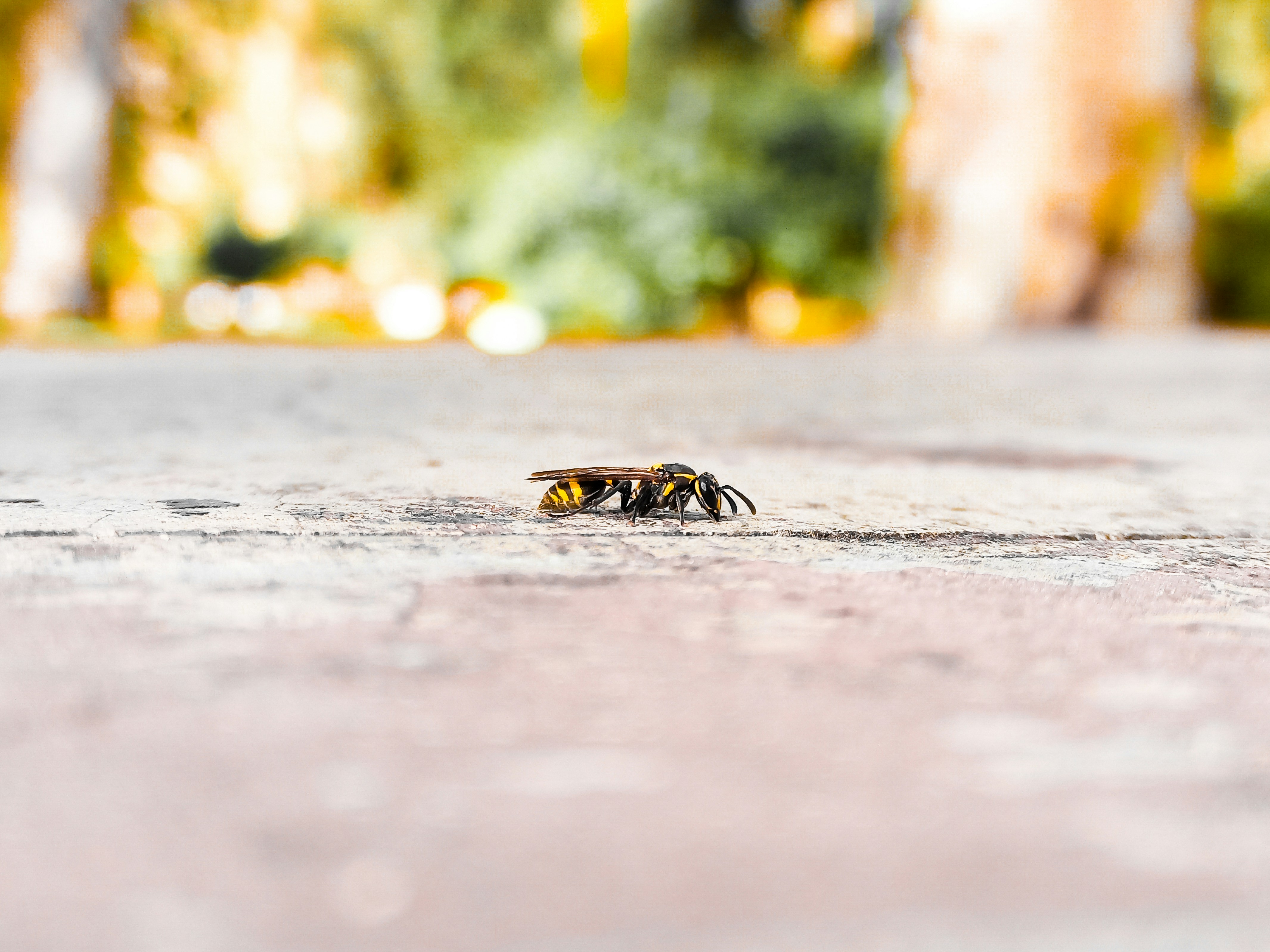Wasp Standoff on a Sunlit Path