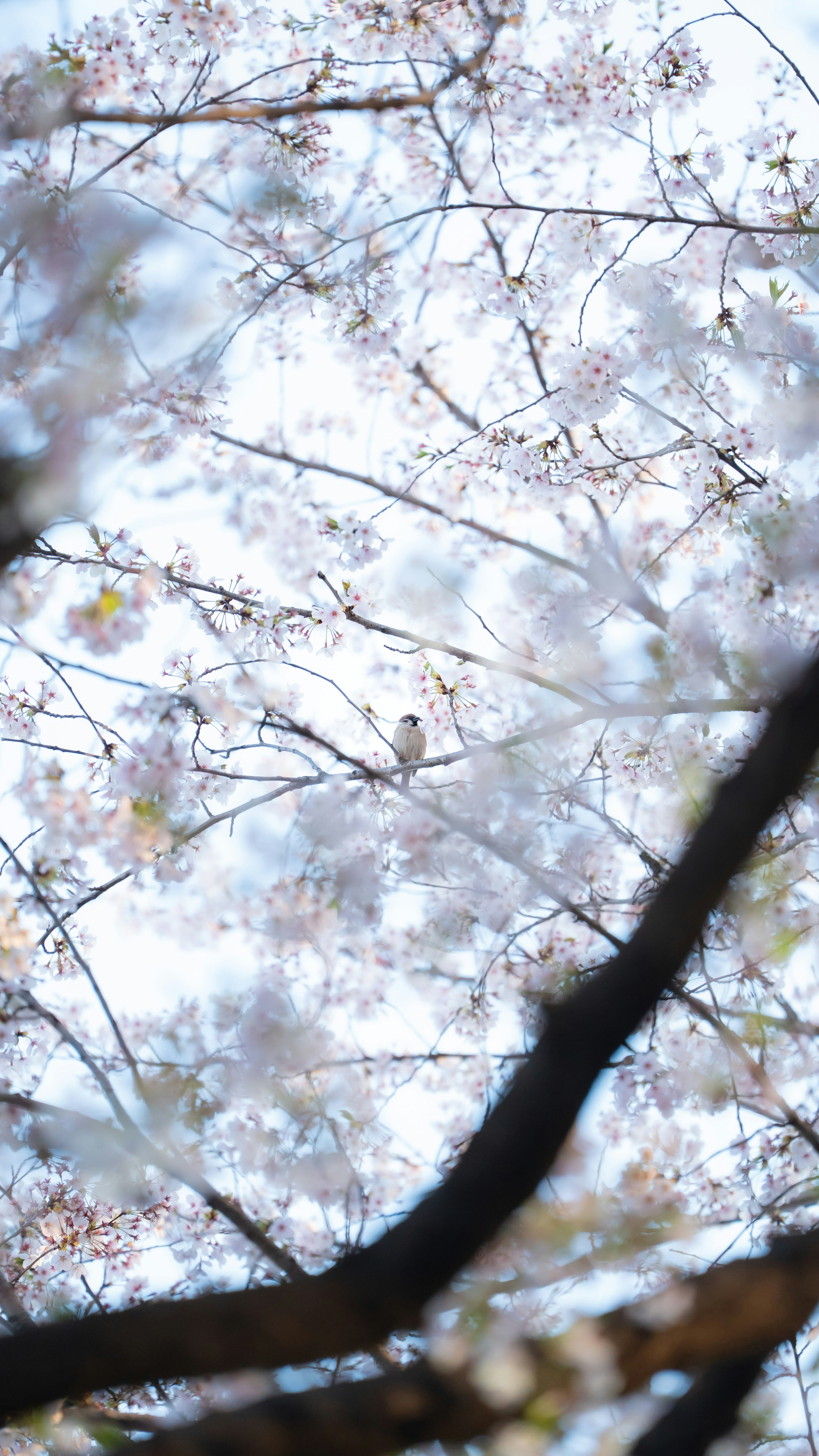 Cherry Bloom in Focus: A Quiet Moment Beneath Spring Fronds