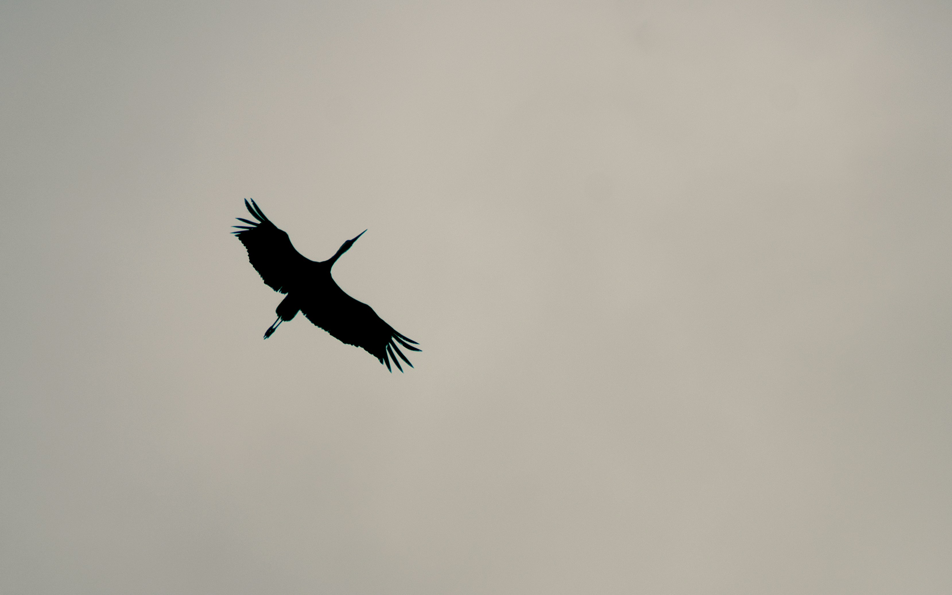 Silhouette of a soaring eagle against a pale sky