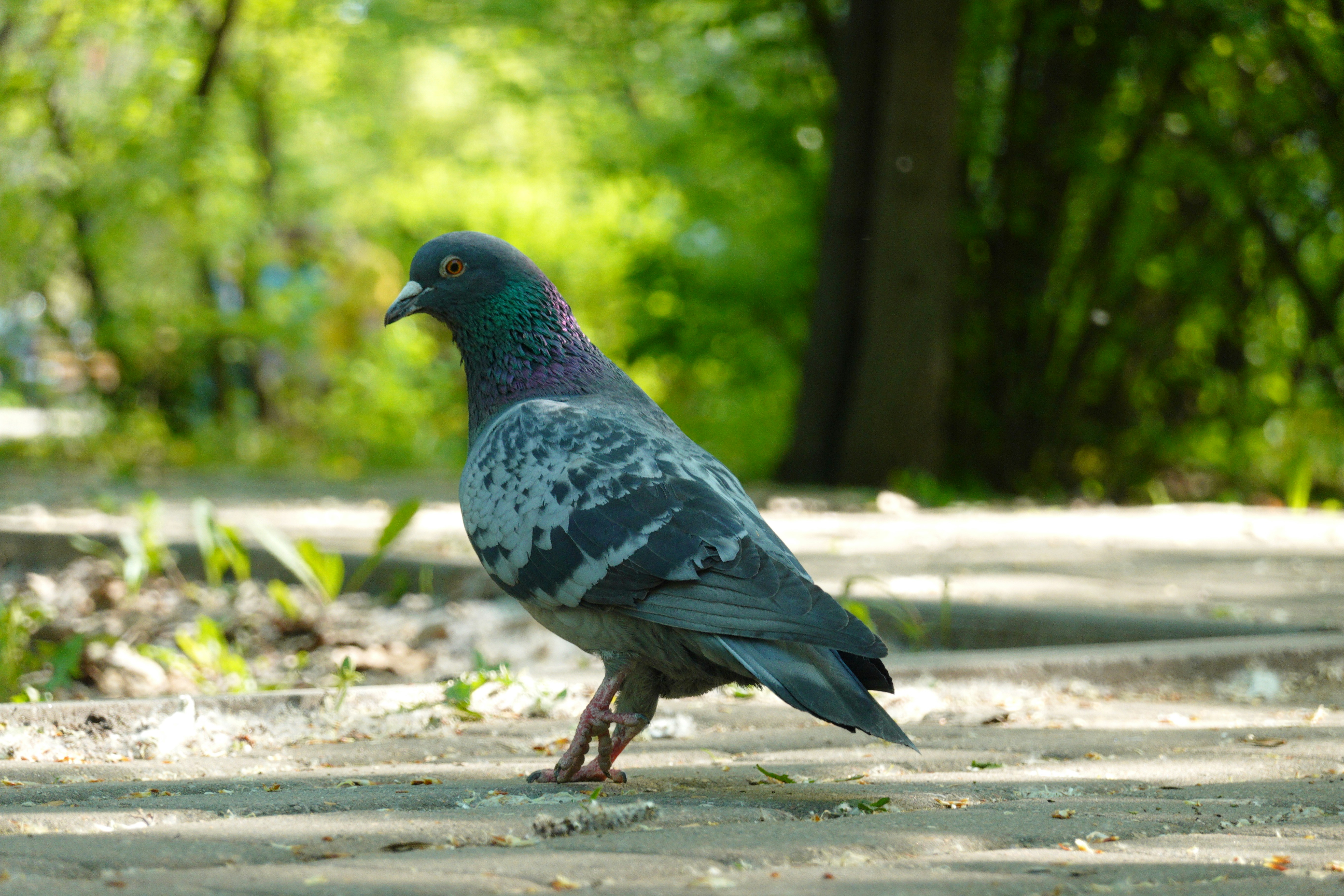 City Pigeon in Dappled Street Light