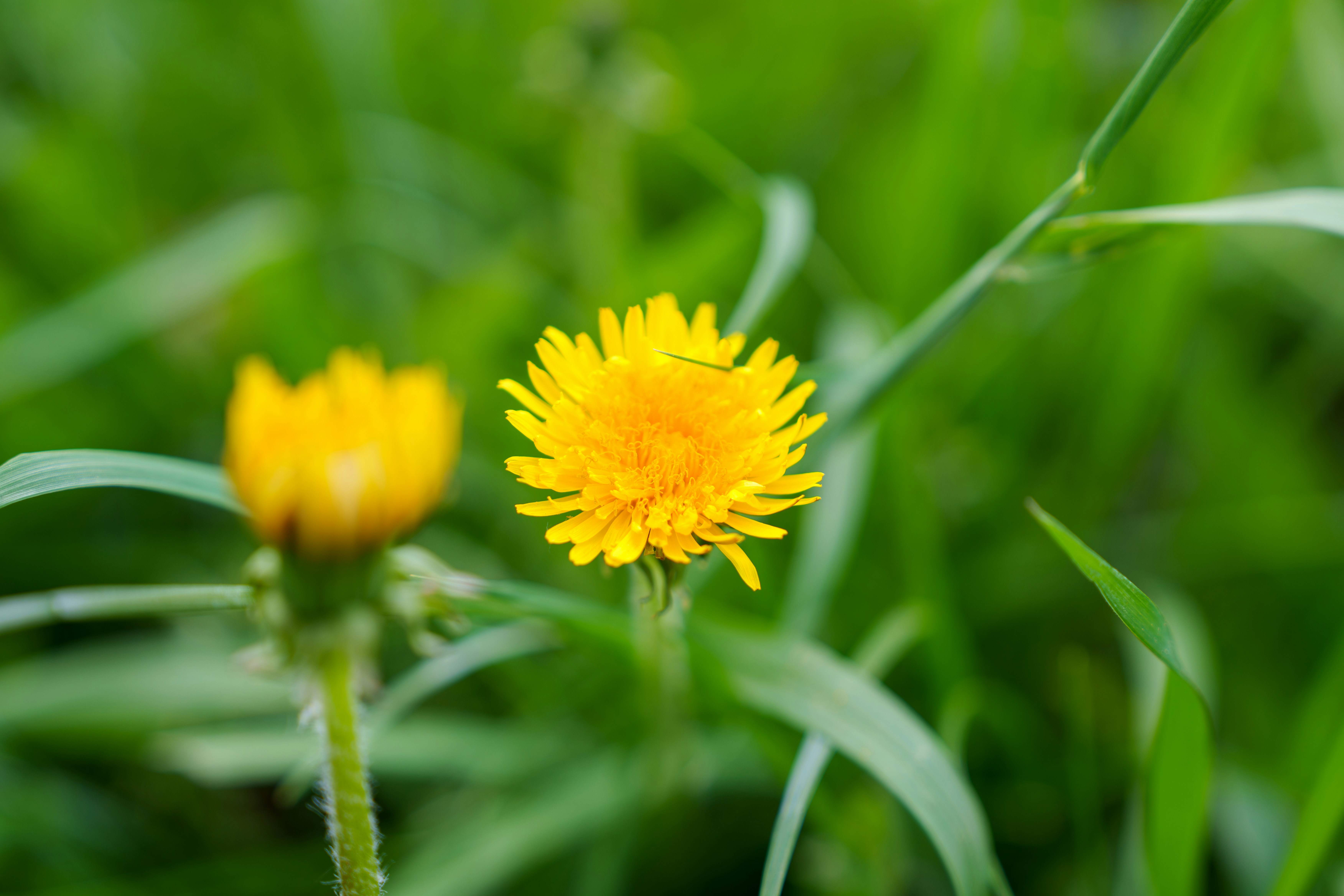 Sunlit Golden Bloom Anchored in a Sea of Grass