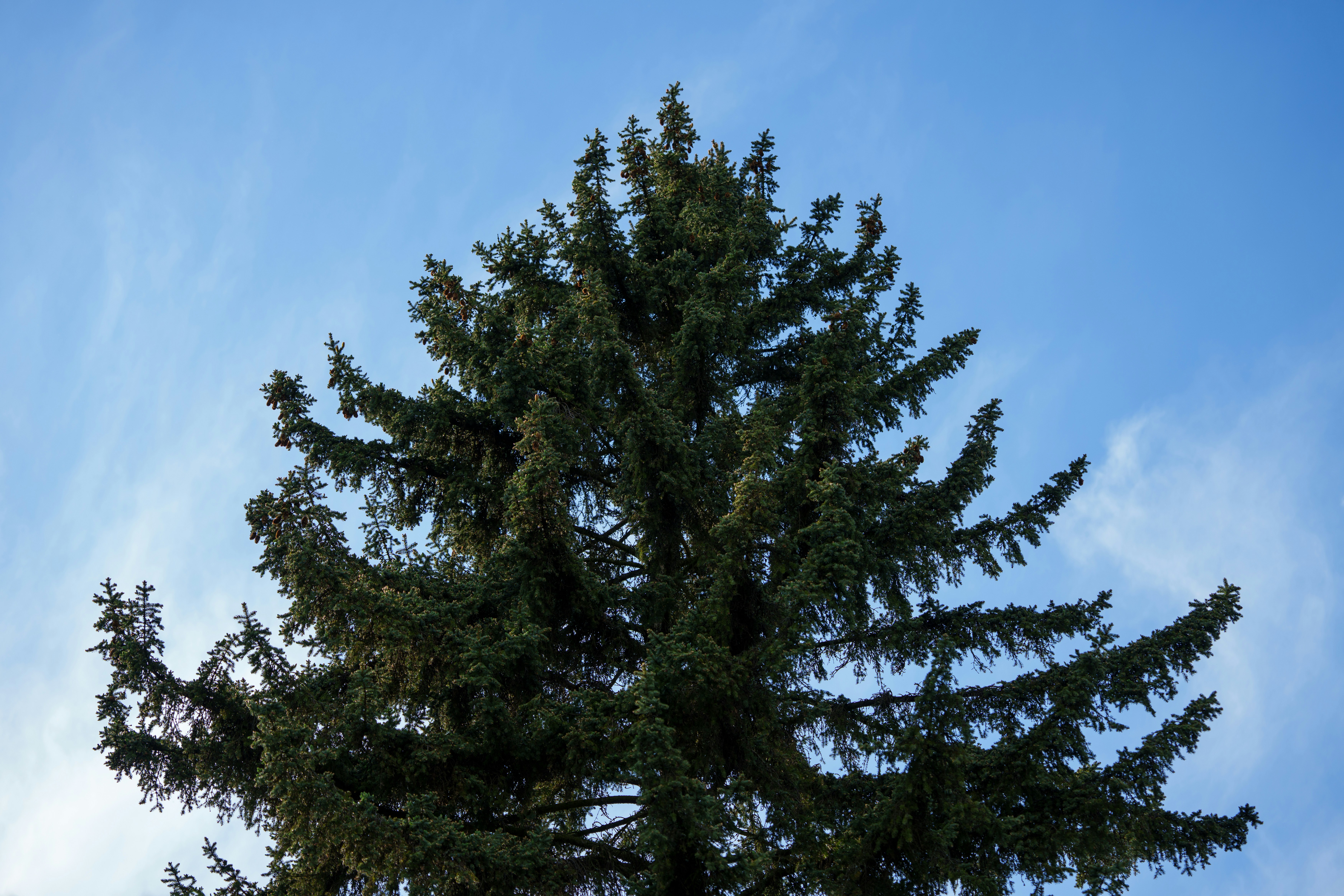 Crowning Conifer Reaching Toward a Bright Sky